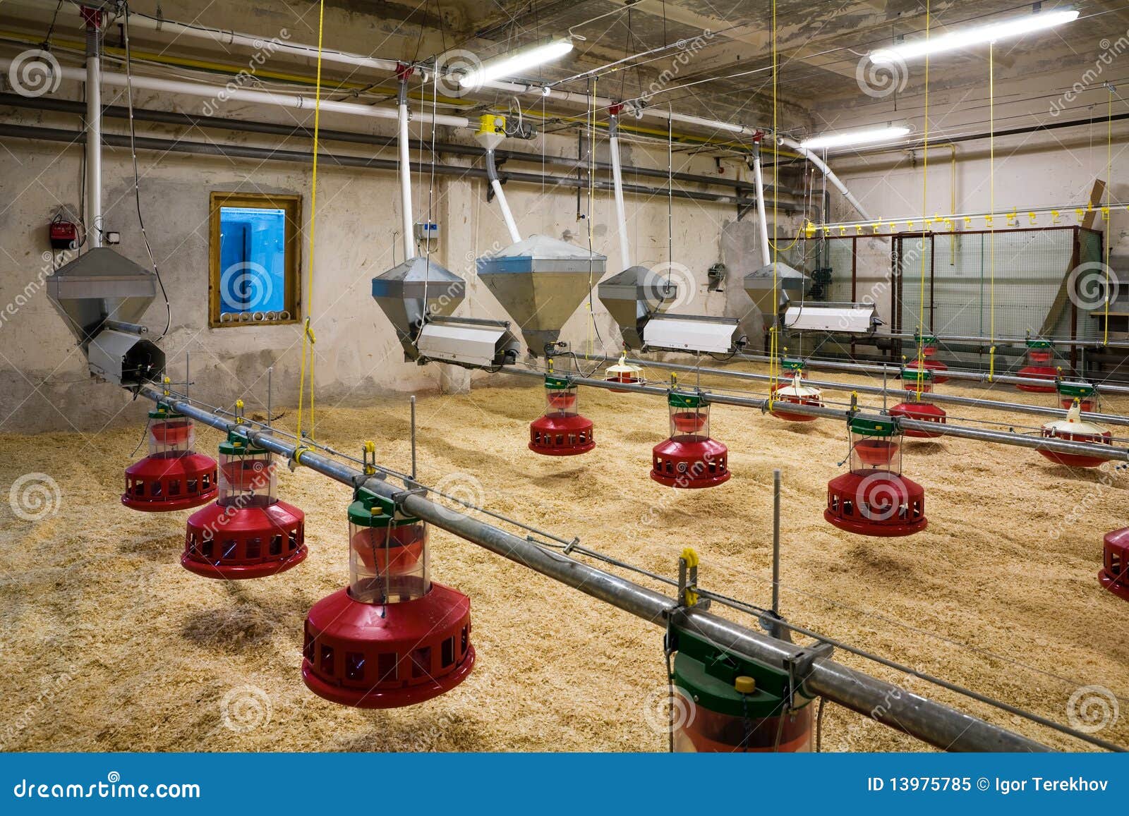 Poultry Farm With Chicken. Husbandry, Housing Business For The Purpose ...