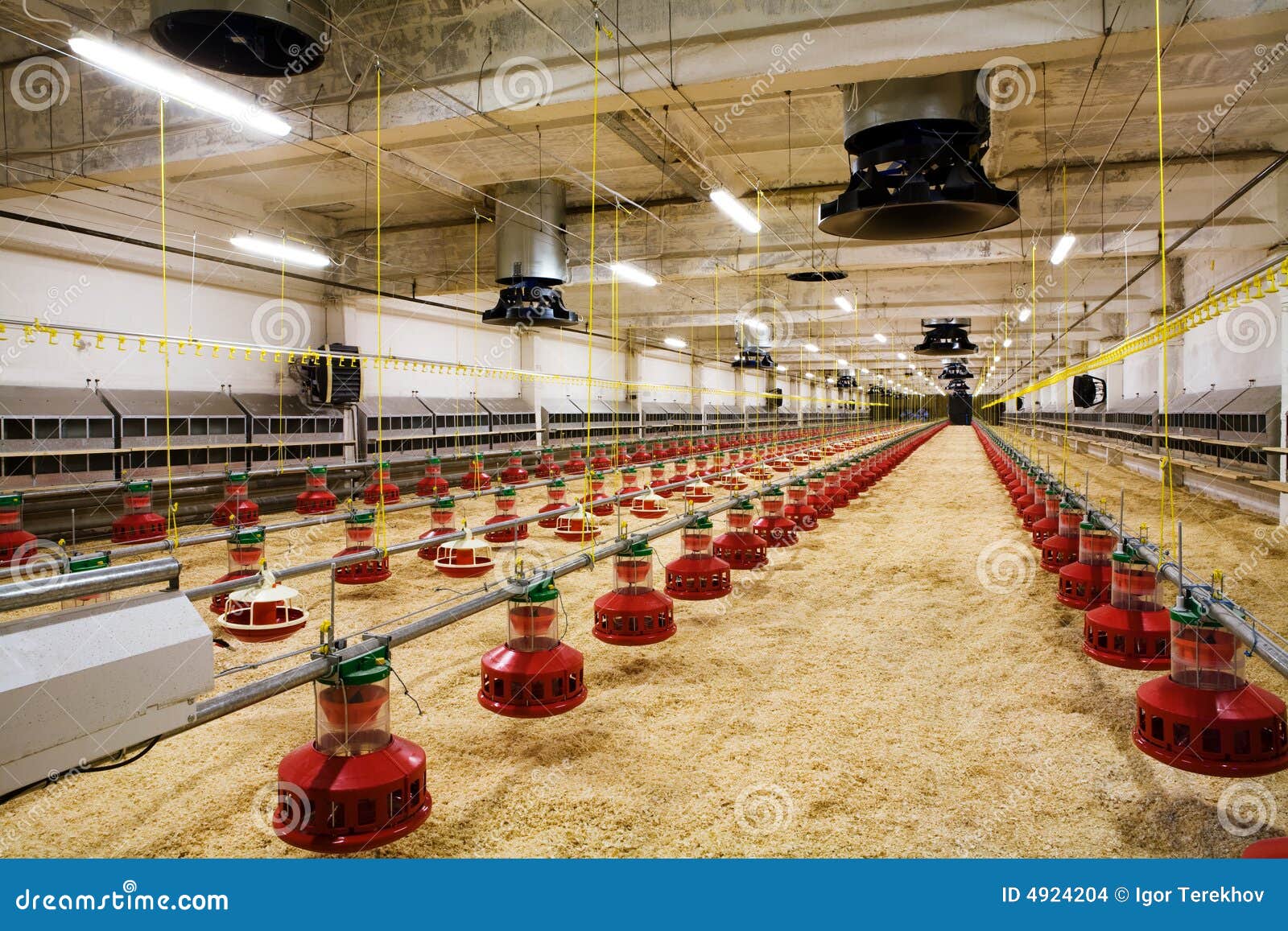 Poultry farm stock photo. Image of farm, automated, animals - 4924204