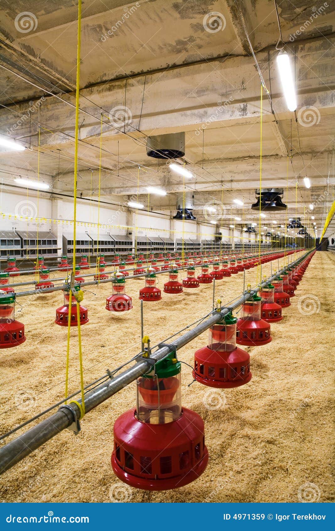 Poultry farm stock image. Image of group, animals, pest - 4971359