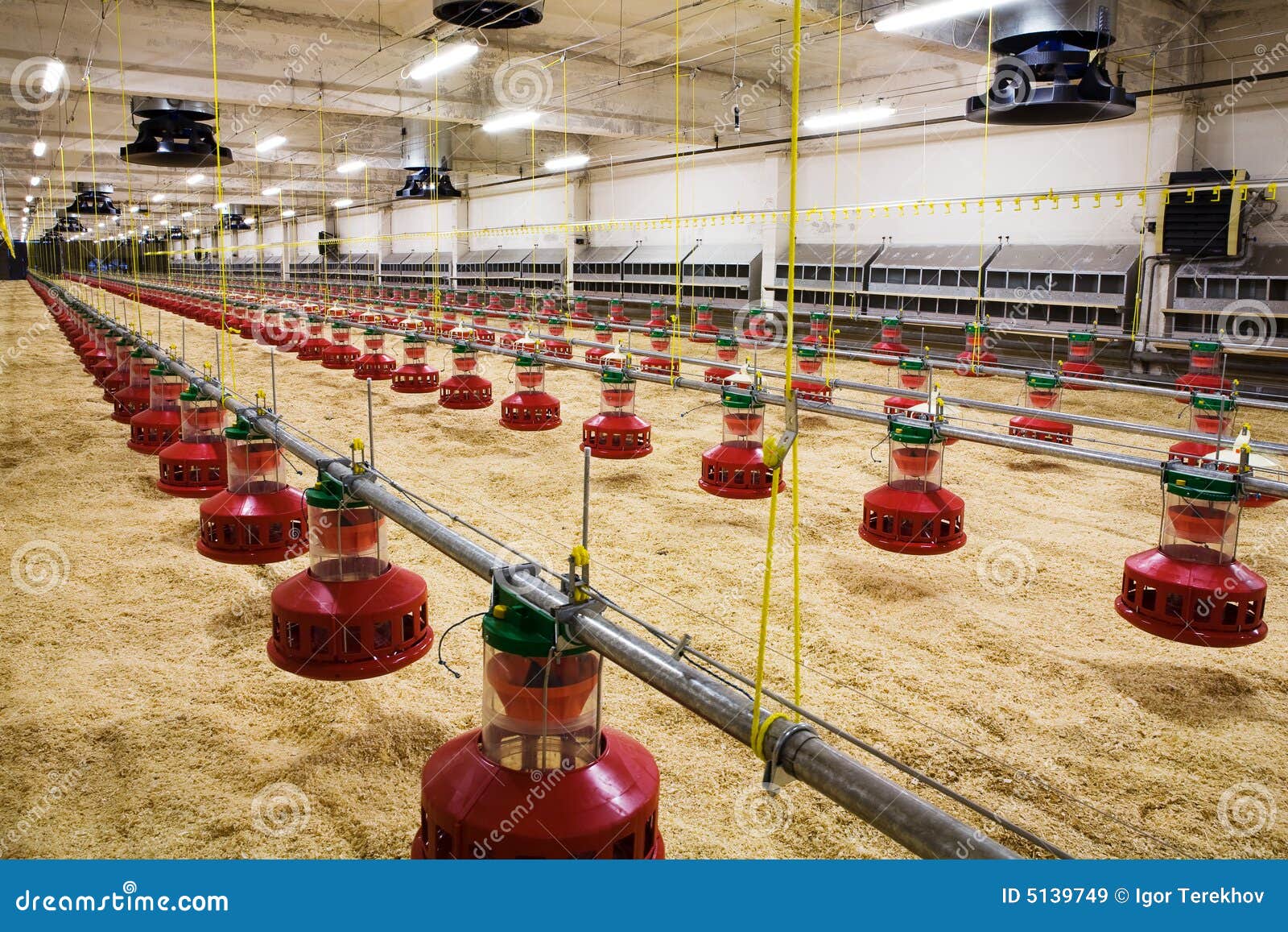 Poultry Farm With Chicken. Husbandry, Housing Business For The Purpose ...