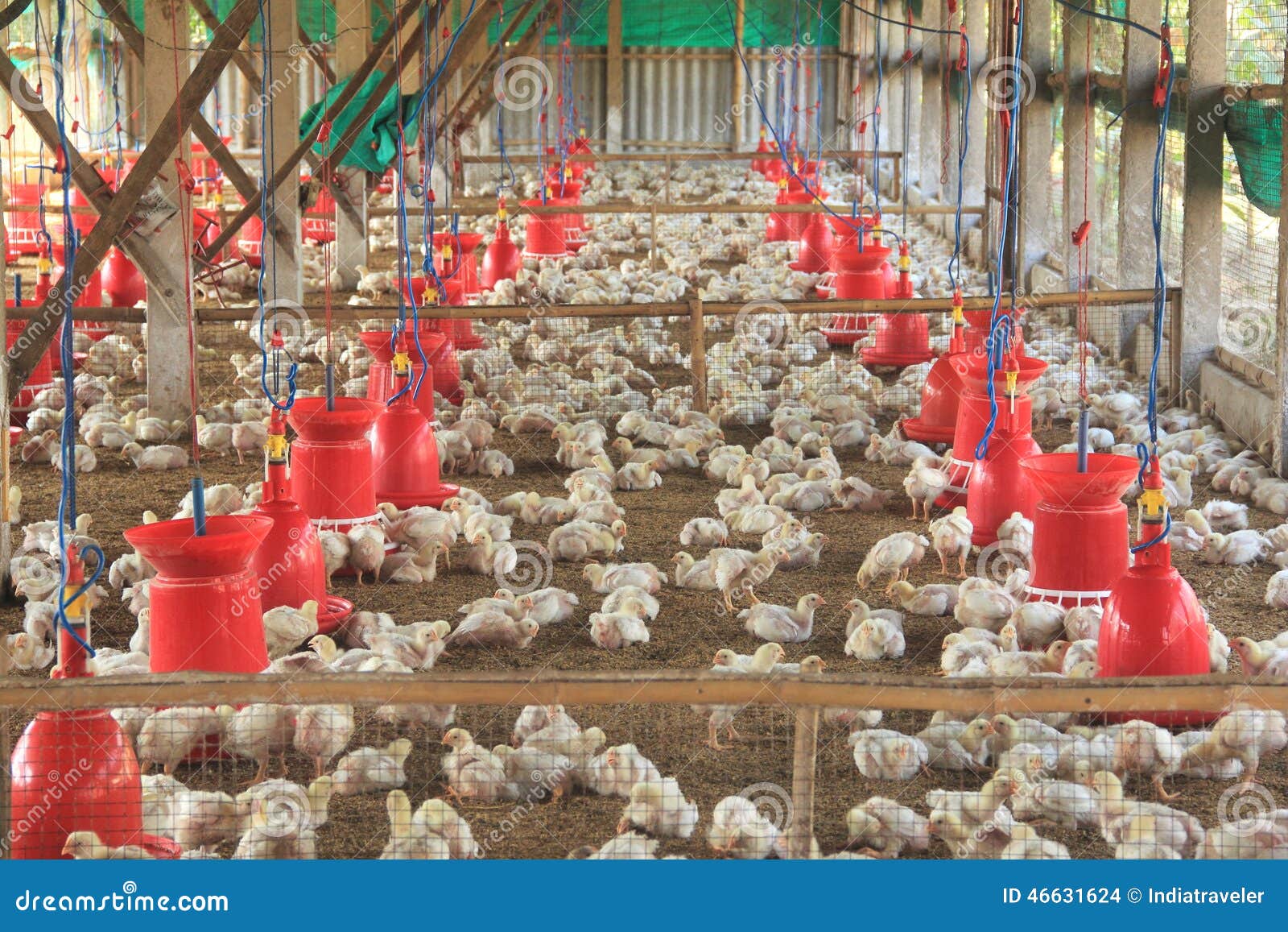 Poultry Farm. stock photo. Image of farming, animals - 46631624