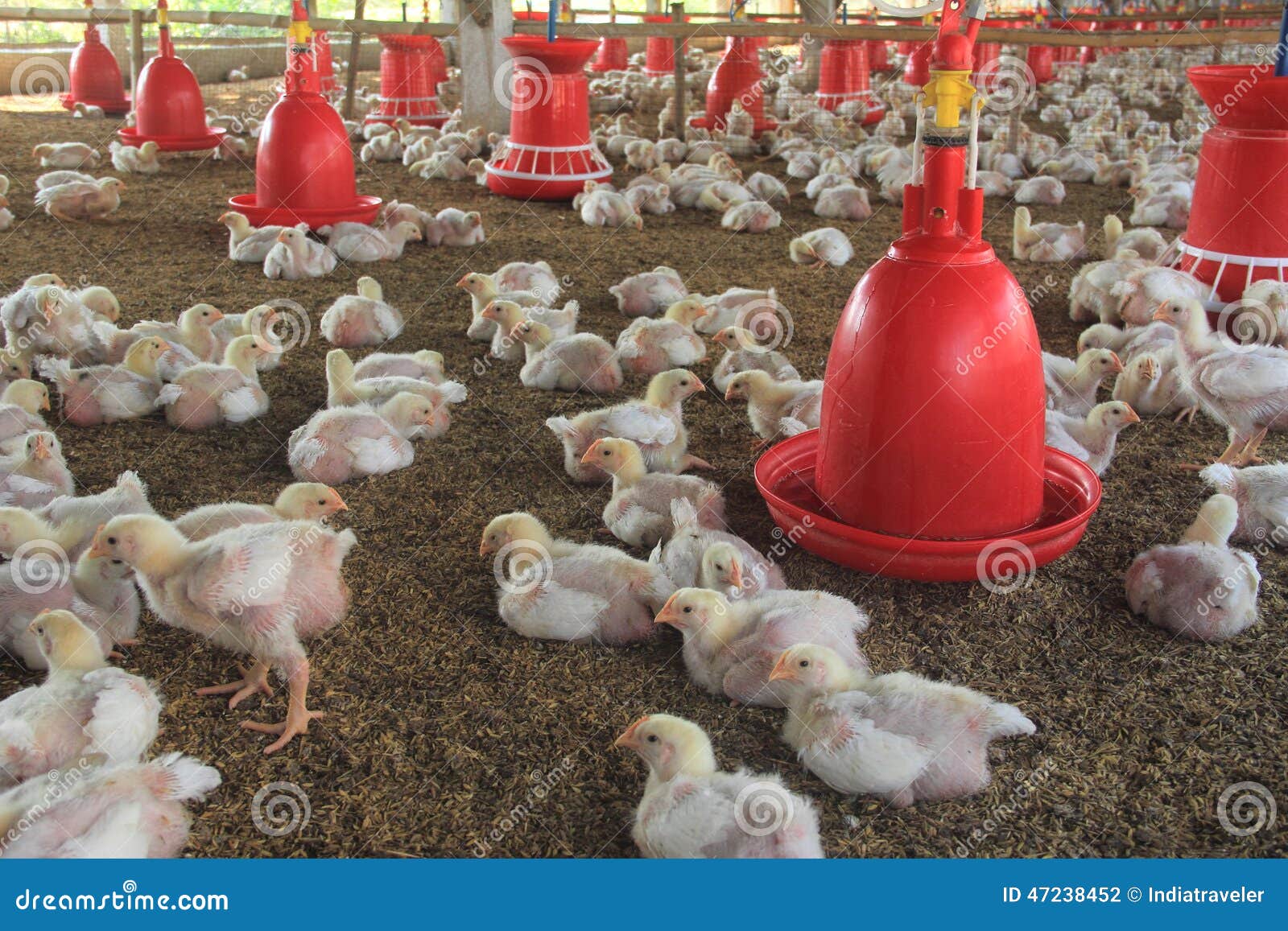 Poultry Farm-2. stock photo. Image of wing, business - 47238452