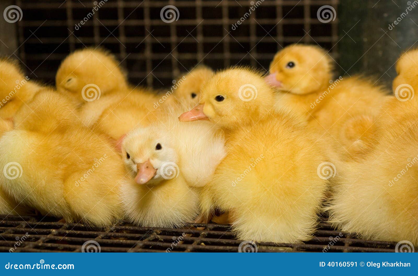 Poultry farm. Ducklings stock image. Image of nature - 40160591