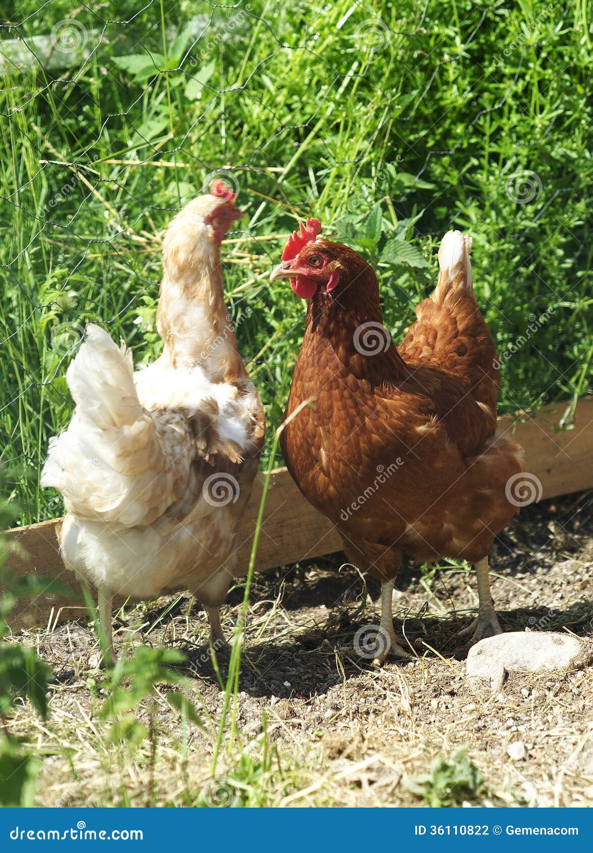 Poultry stock photo. Image of chicken, animal, beautiful - 36110822
