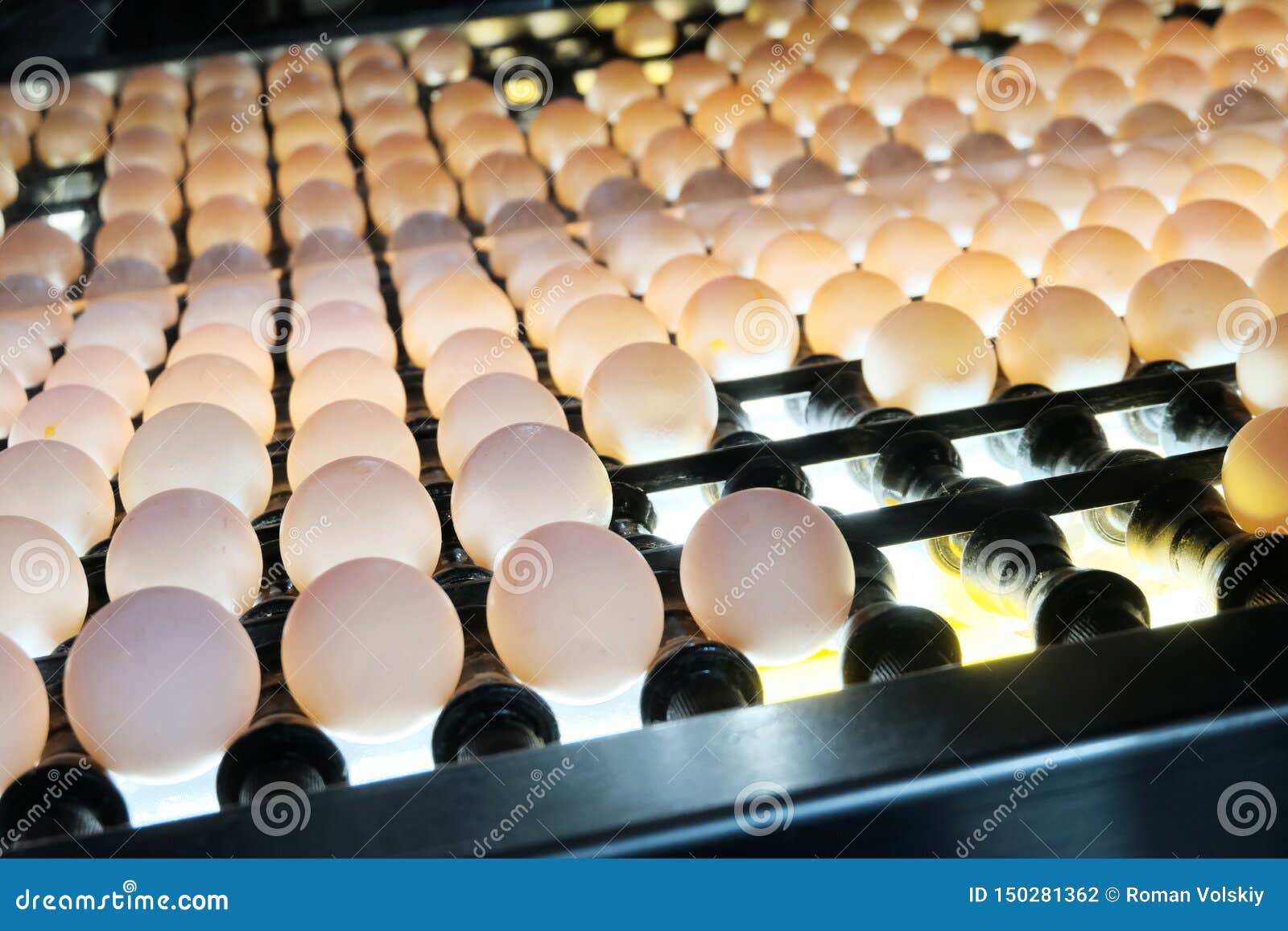 Poultry Farm. Industrial Egg Production Line. Modern Technological ...
