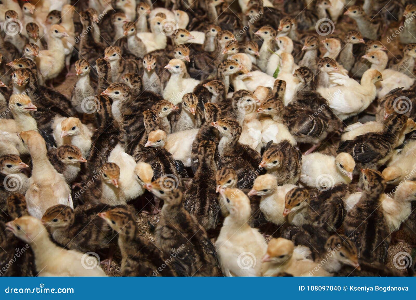 Poultry farm stock photo. Image of animal, farming, country - 108097040