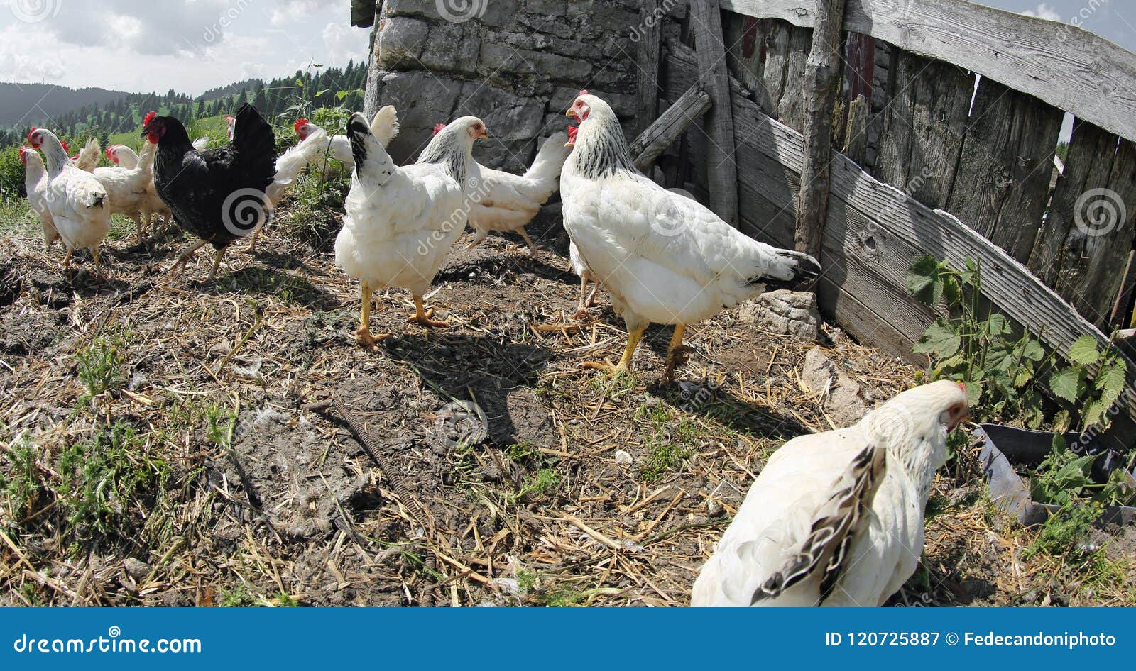 Poultry Farm with Many Hens Stock Image - Image of laying, poultry ...