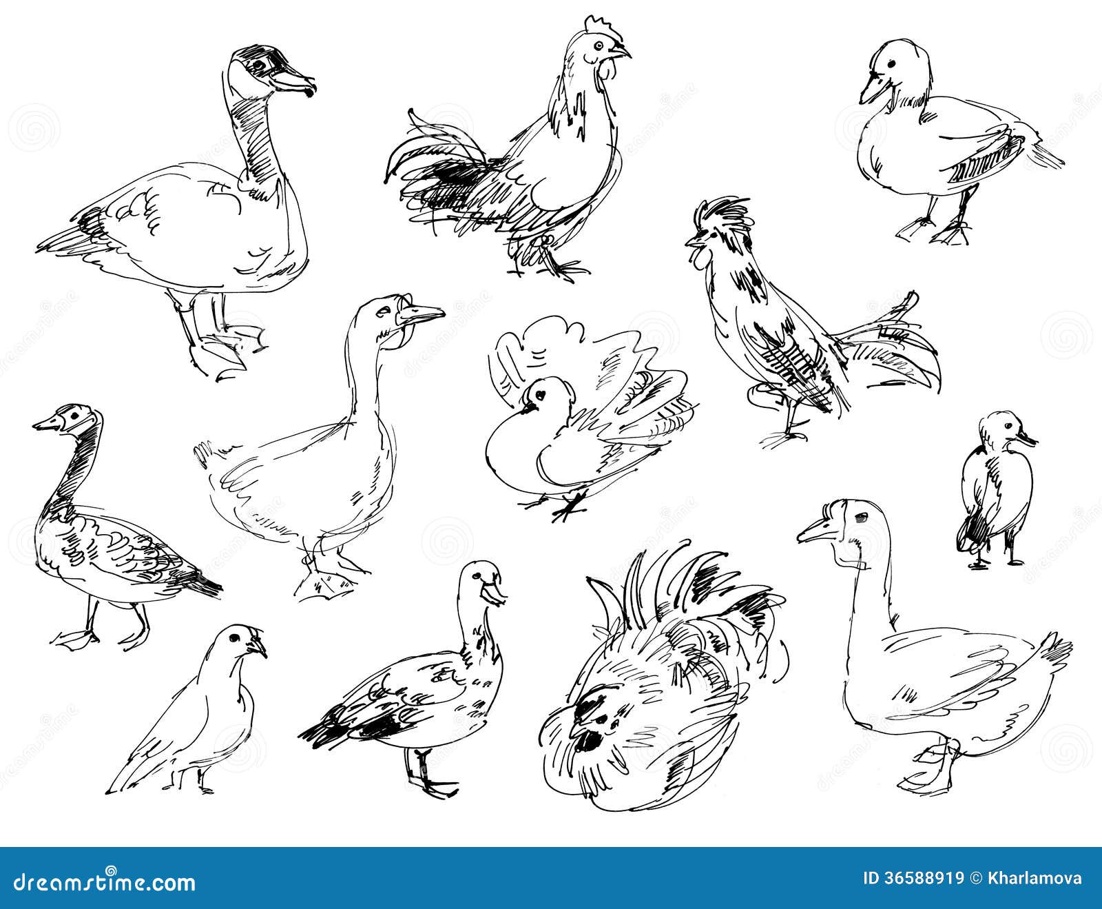 Poultry Farm Picture. Image: 36588919