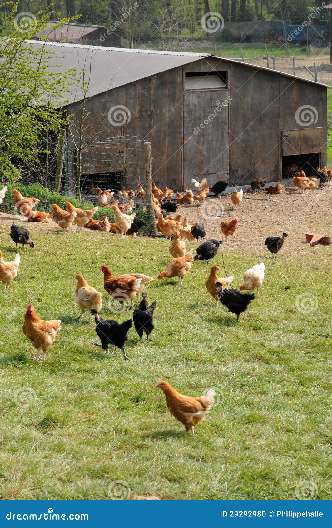 Poultry Farming in Brueil En Vexin Stock Photo - Image of fowl, france ...