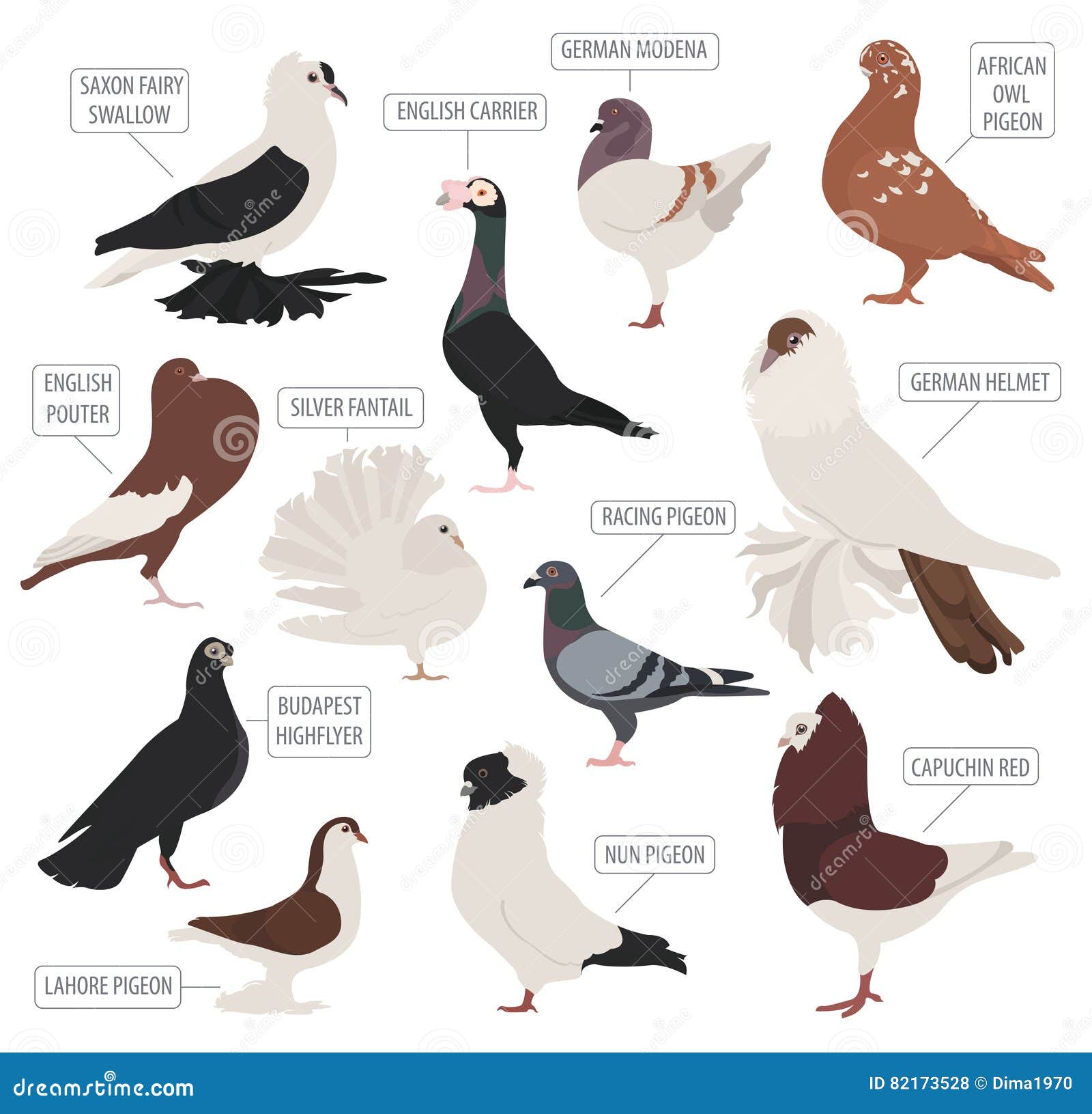 Poultry Farming. Pigeon Breeds Icon Set Stock Vector - Illustration of ...