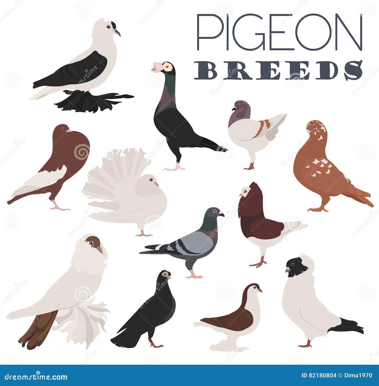 Poultry Farming. Pigeon Breeds Icon Set Stock Vector - Illustration of ...