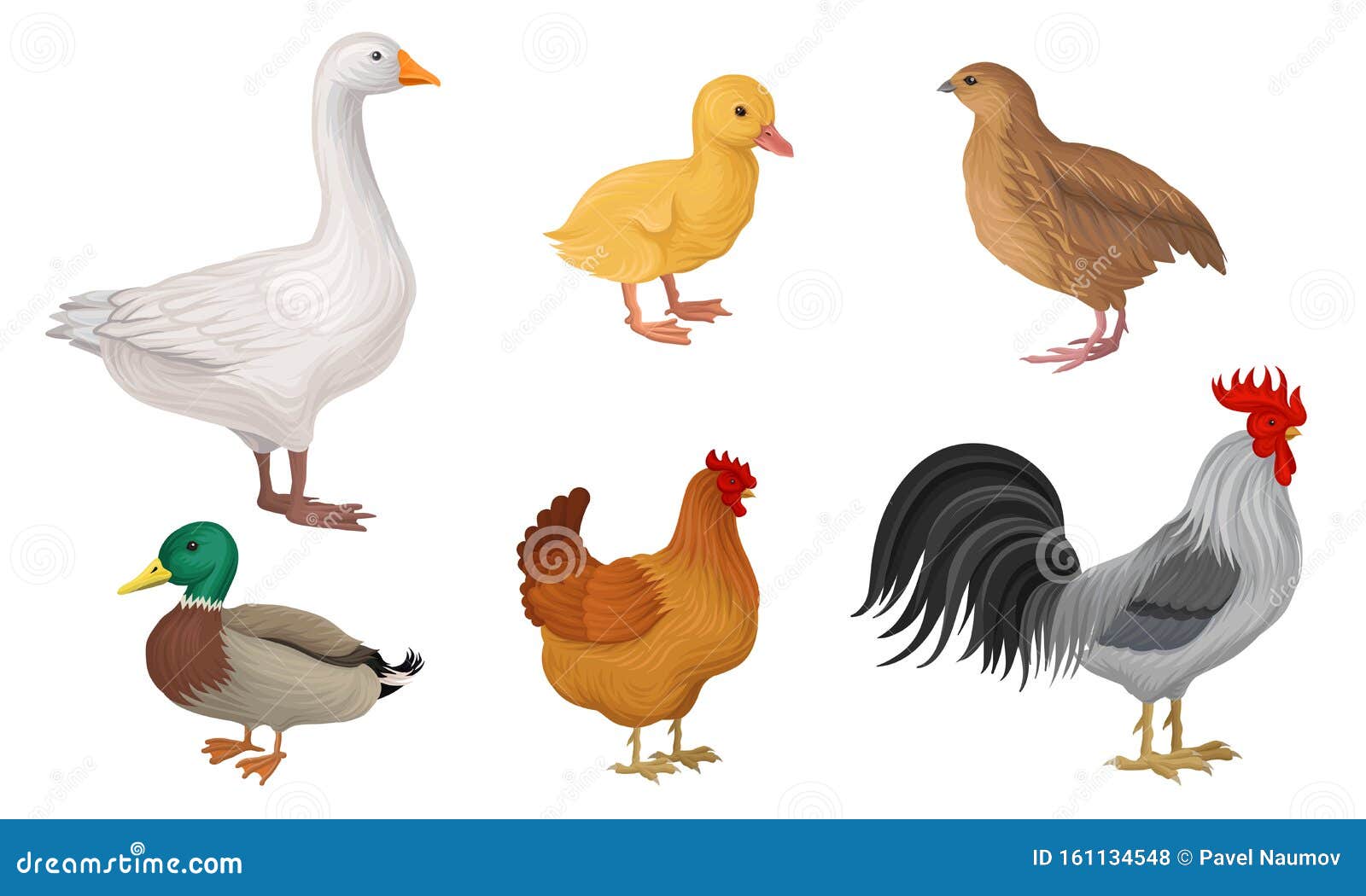 Poultry Farming Vector Collection. Detailed Vector Illustrations Stock ...