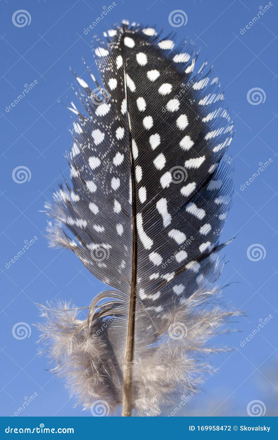 Poultry Feather on a Solid Color Background Stock Photo - Image of ...