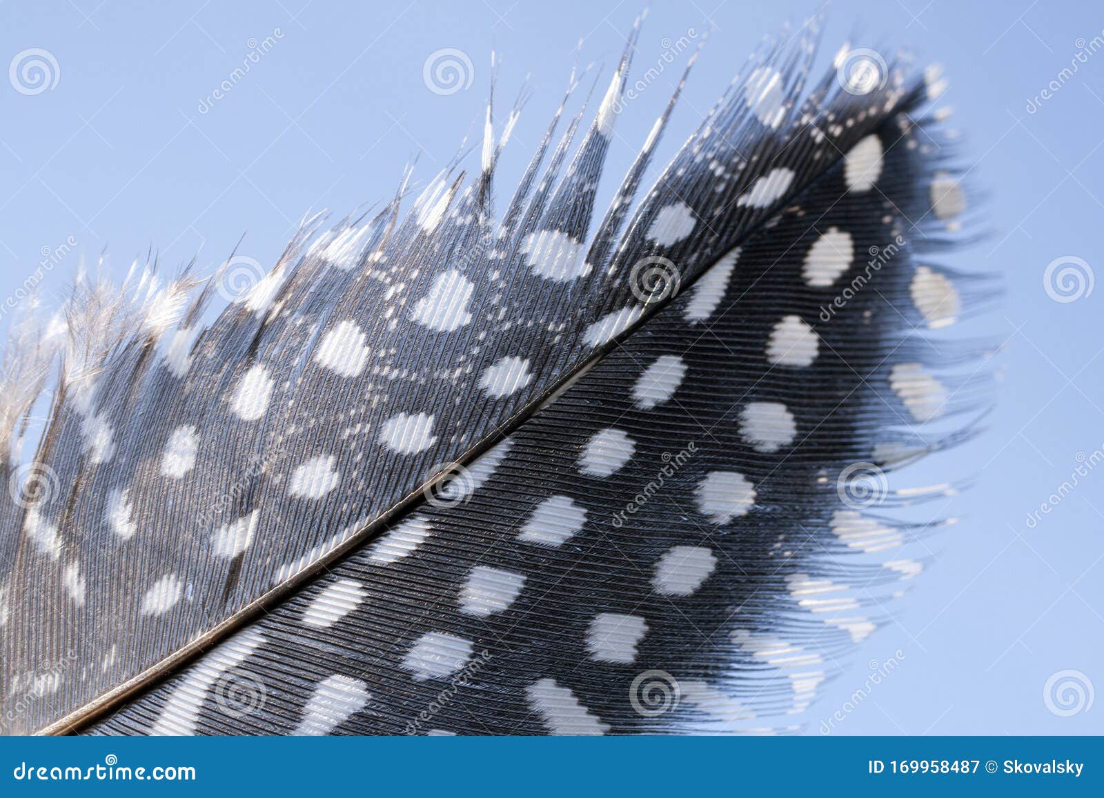 Poultry Feather on a Solid Color Background Stock Image - Image of ...