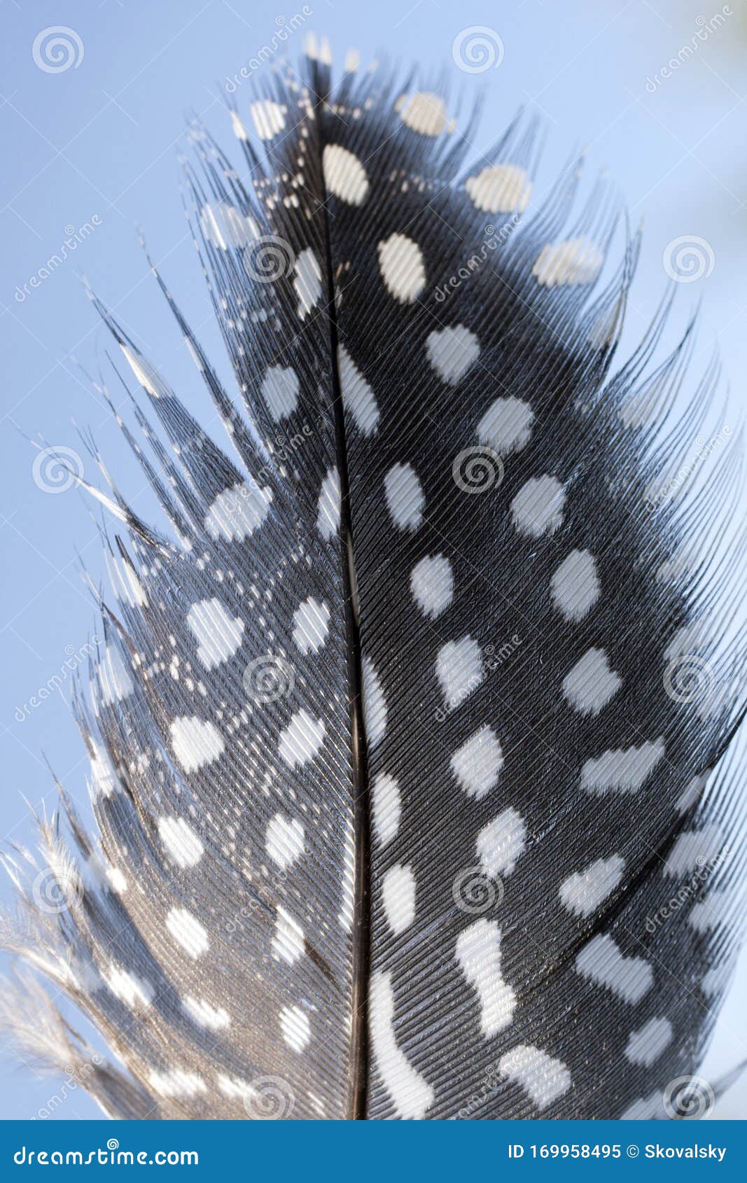 Poultry Feather on a Solid Color Background Stock Image - Image of ...