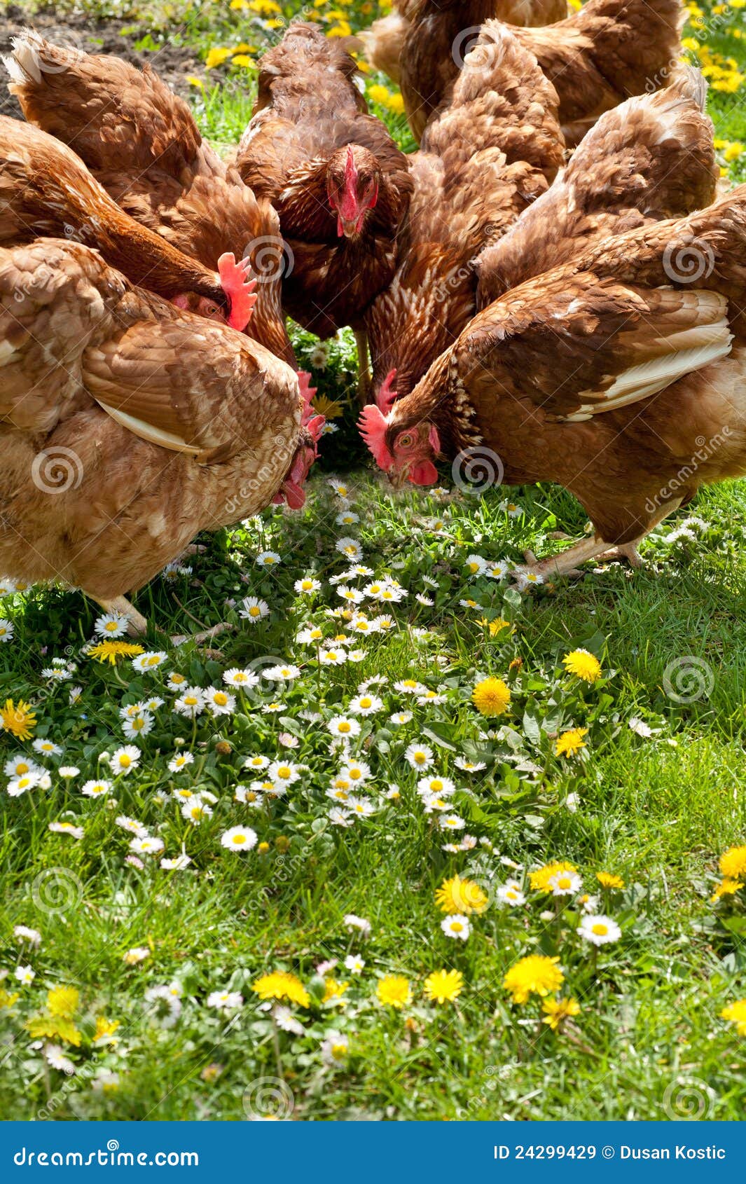 Poultry in field stock image. Image of beak, feathers - 24299429