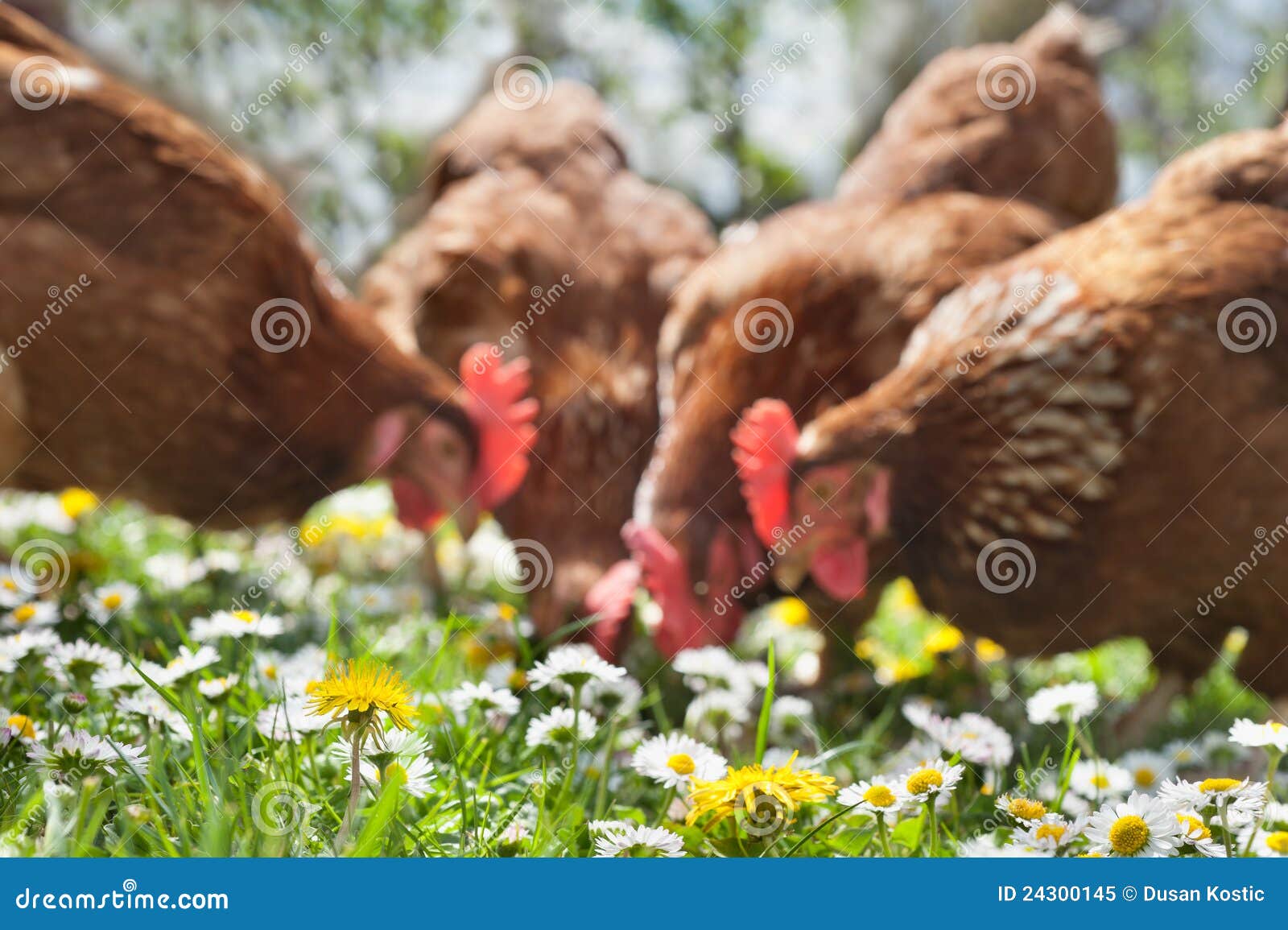 Poultry in field stock image. Image of environment, animal - 24300145