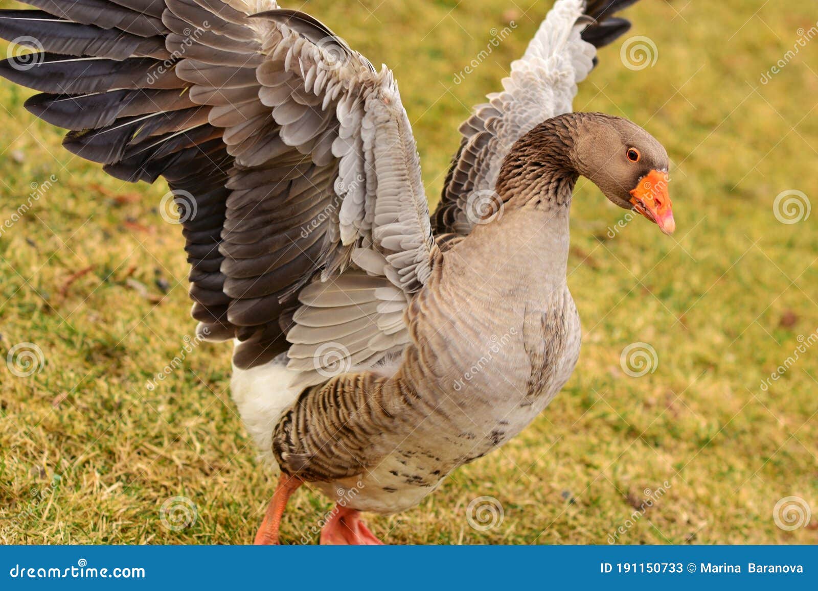 Poultry Goose Flaps Its Wings Stock Image - Image of timber, beak ...