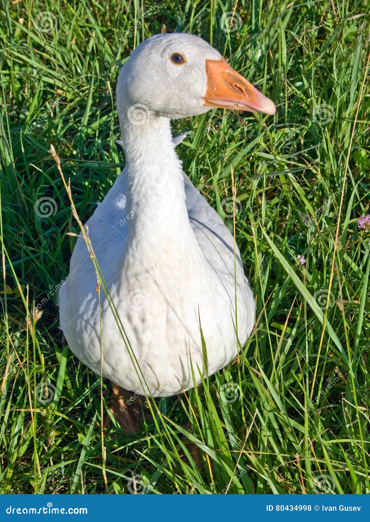 Poultry the goose stock photo. Image of farm, poultry - 80434998
