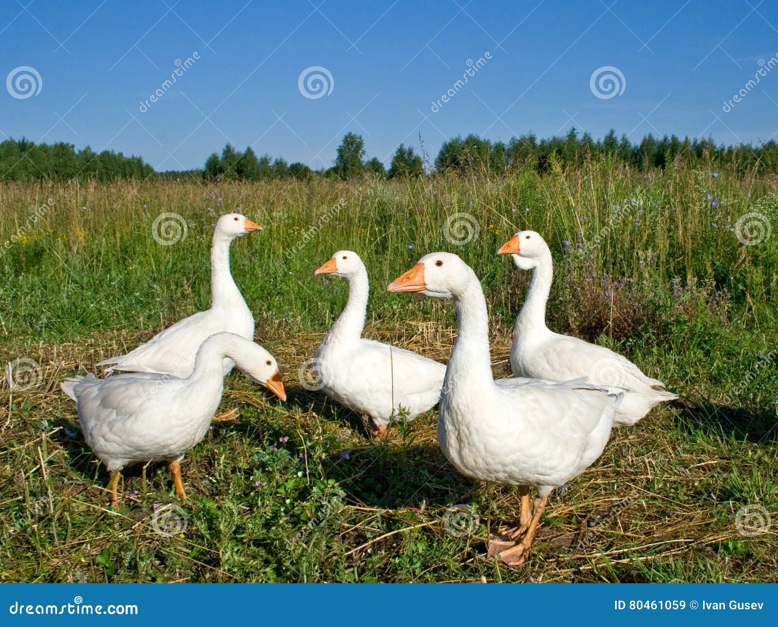 Poultry the goose stock image. Image of wings, animals - 80461059