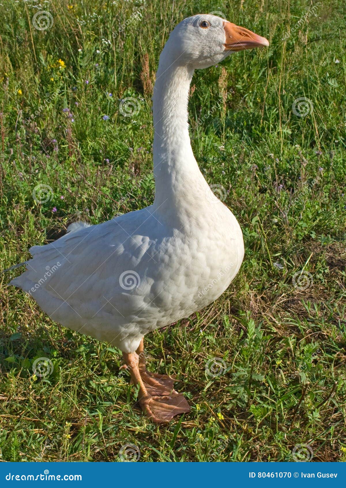 Poultry the goose stock photo. Image of field, poultry - 80461070