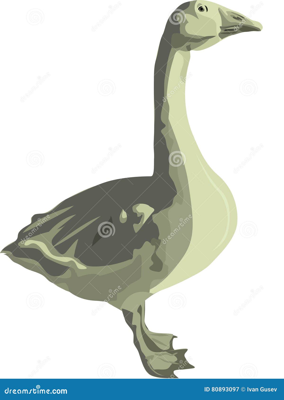 Poultry the grey goose stock vector. Illustration of animal - 80893097