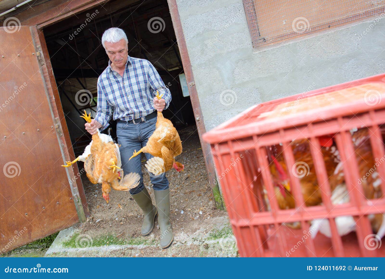 Poultry Handling for Transportation Stock Photo - Image of market, aged ...