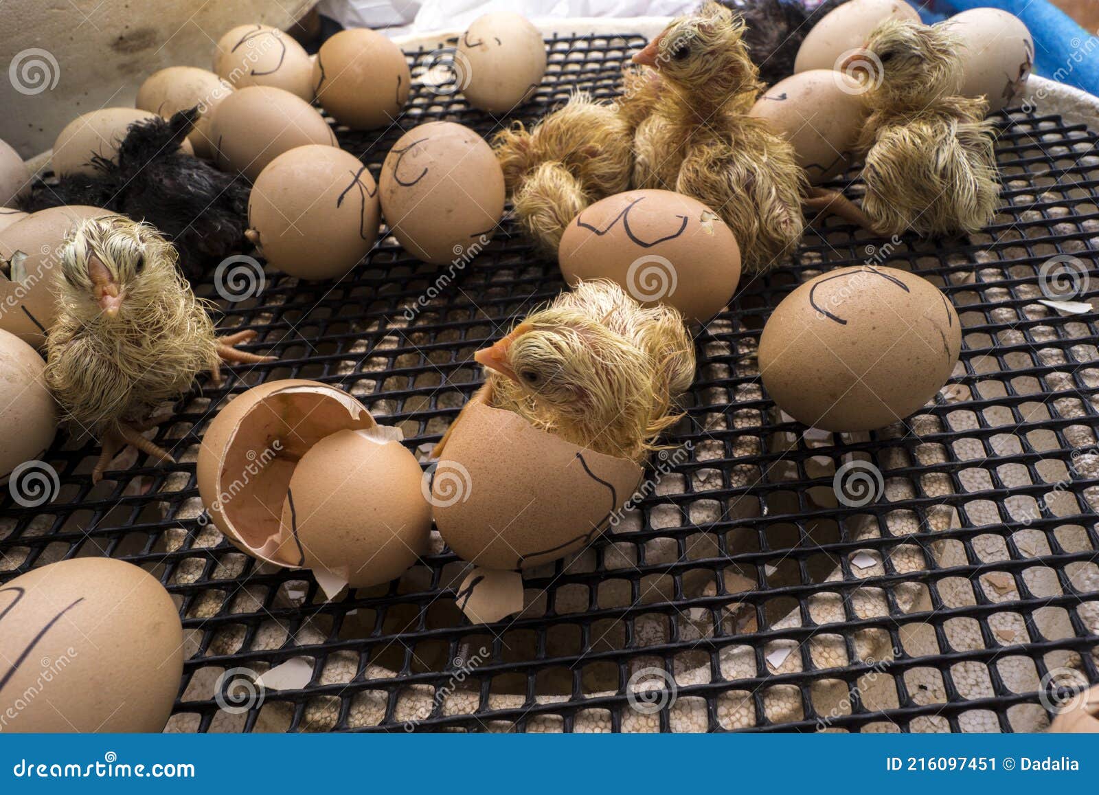 Poultry Hatching on the Farm Stock Image - Image of poultry, single ...