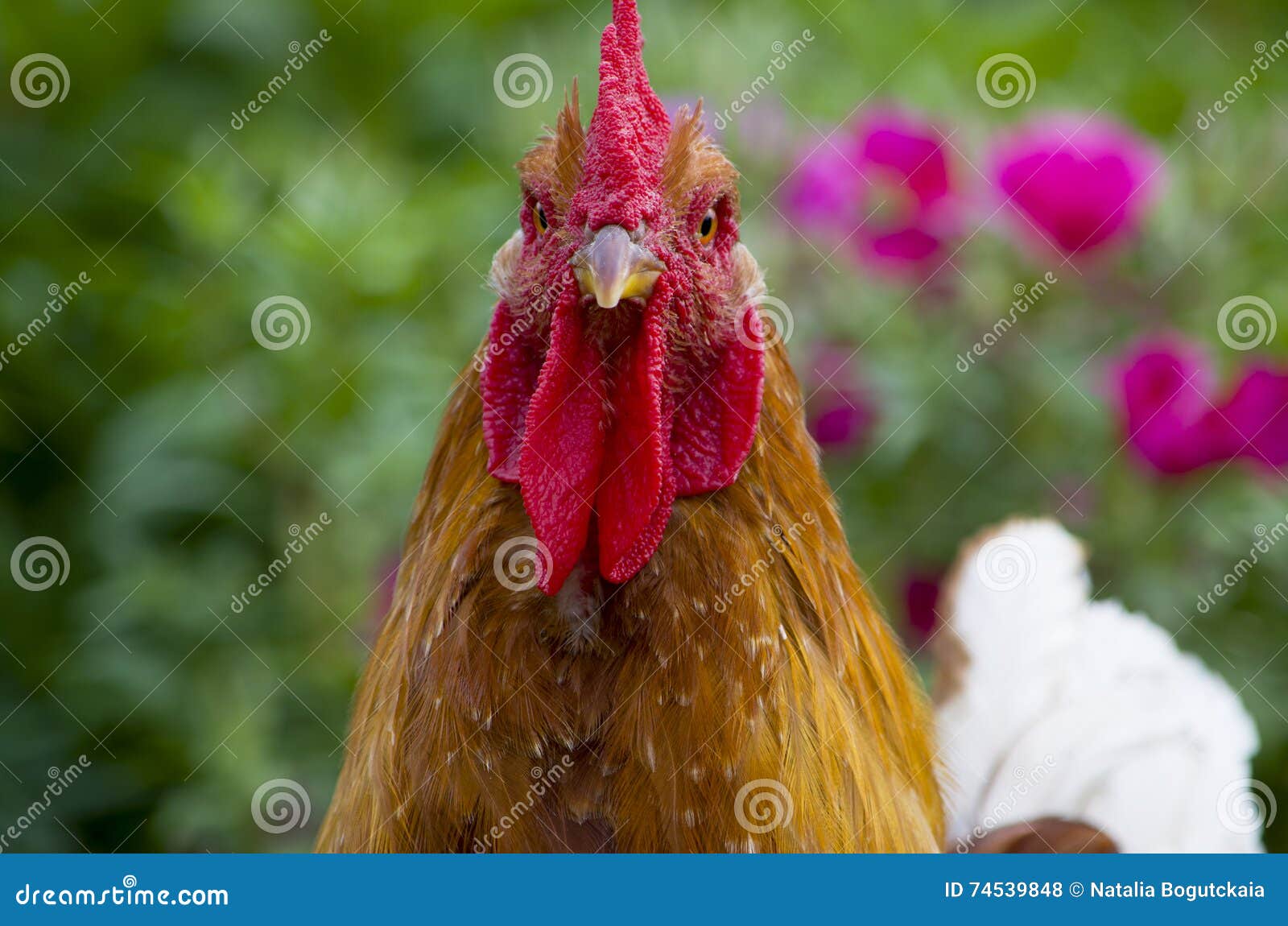 Poultry Head of Rooster Thoroughbred Stock Photo - Image of bird ...