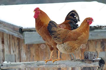 Poultry, hen and rooster stock photo. Image of rooster - 1888816