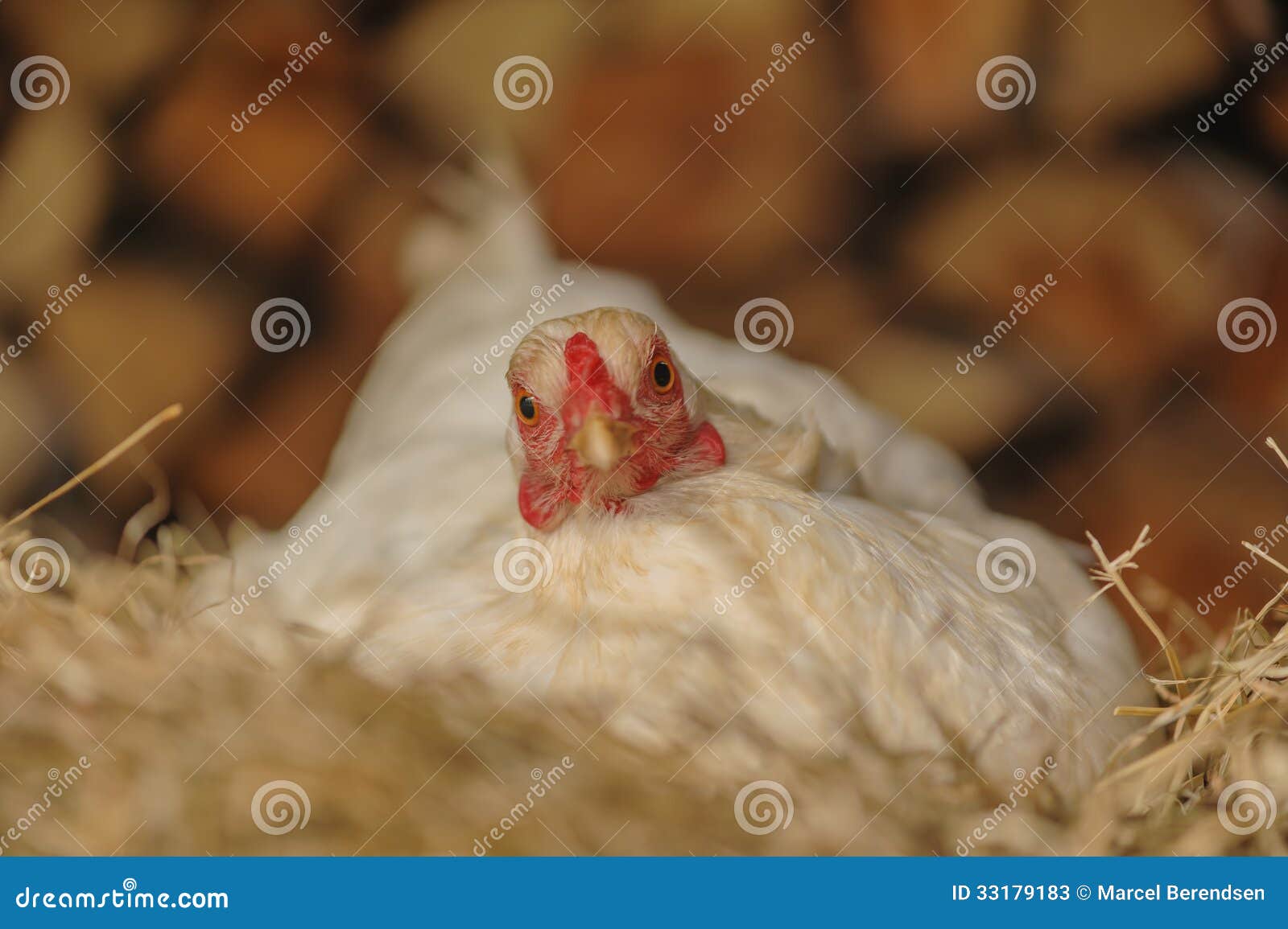 Poultry Insight - White Layer Hen (free Range) Stock Image - Image of ...