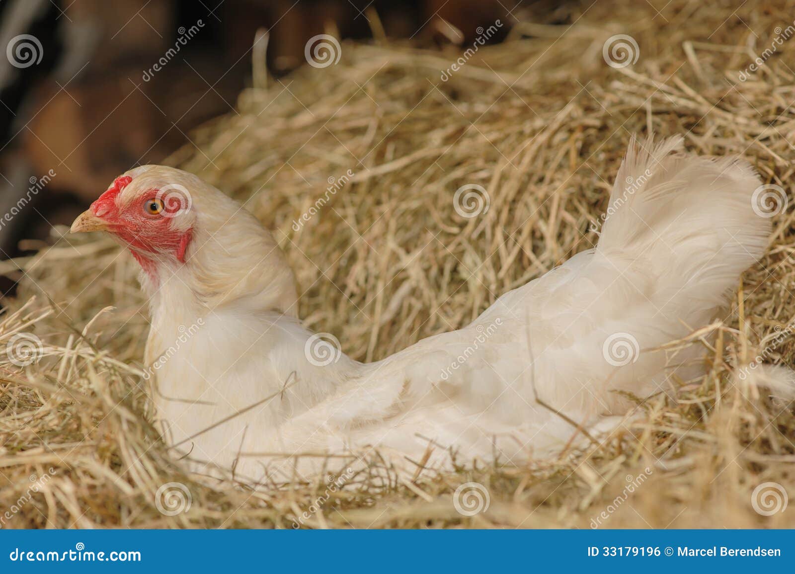 Poultry Insight - White Layer Stock Photo - Image of avian, chicken ...