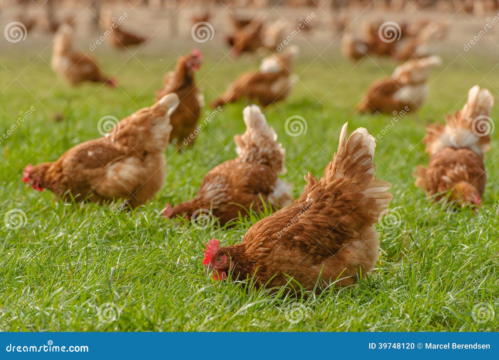 Free Range Chicken Farm - Chickens Roam Freely Outdoors. Commercial ...
