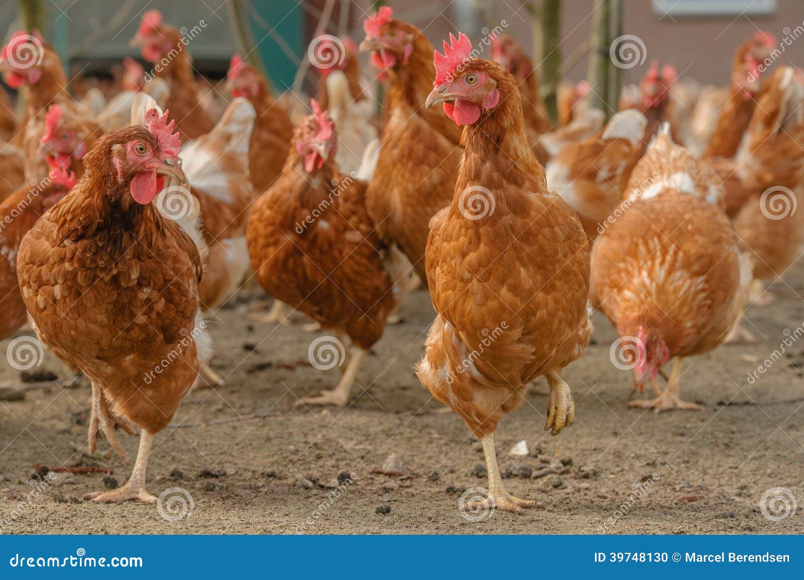 Poultry - Layer hens stock photo. Image of aves, agriculture - 39748130