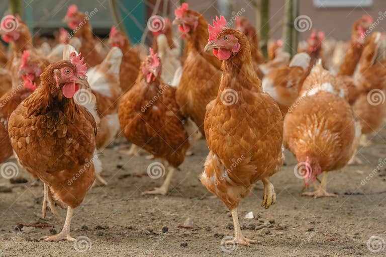 Poultry - Layer hens stock photo. Image of aves, agriculture - 39748130