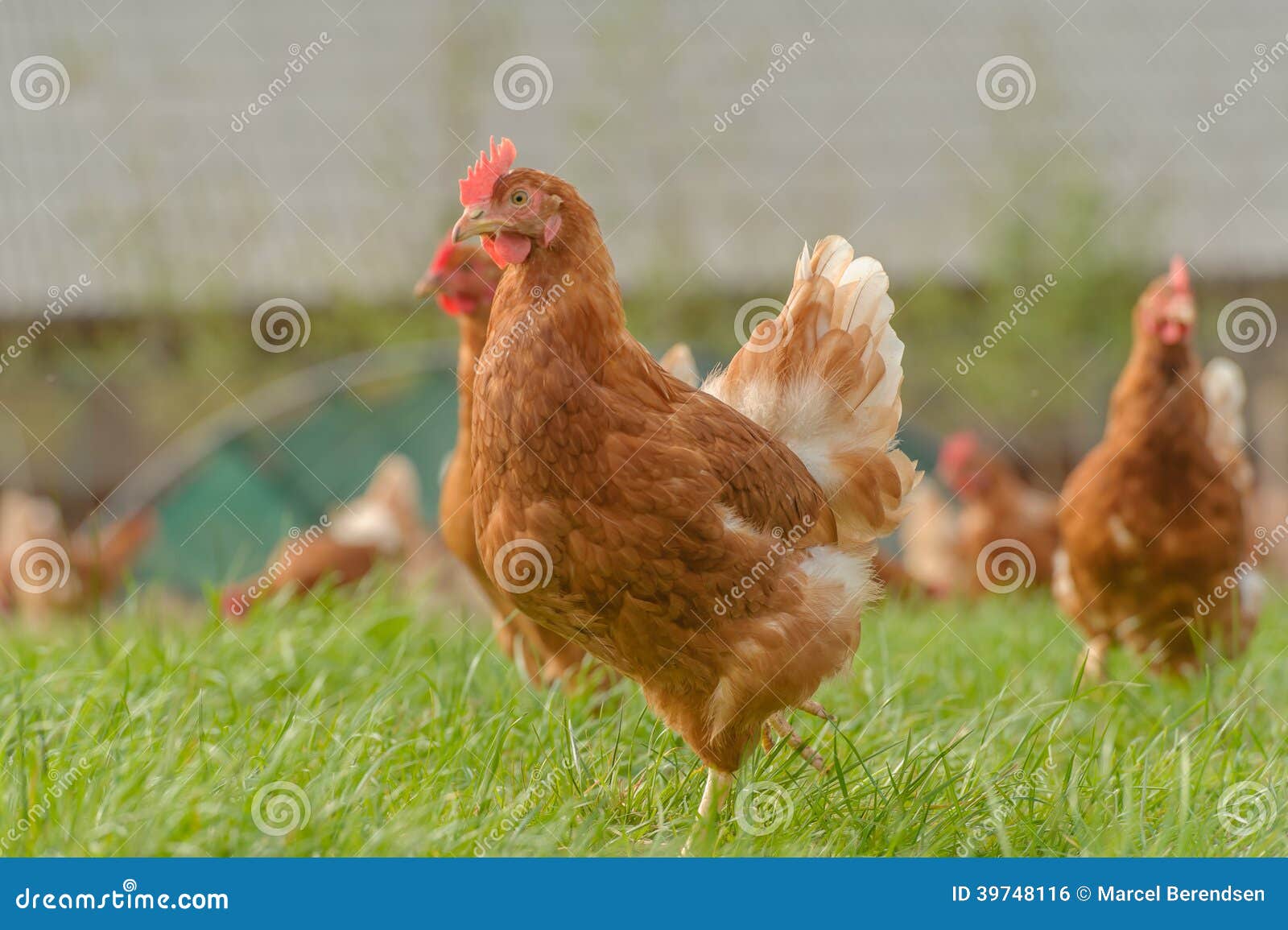 Poultry - Brown Layer Hens (free Range) Stock Photo - Image of biologic ...