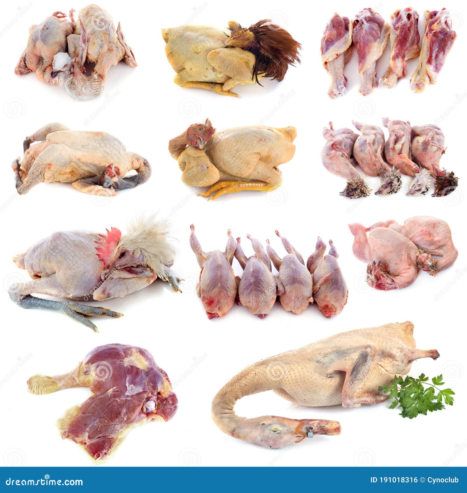 Group of poultry meat stock photo. Image of pigeon, white - 191018316