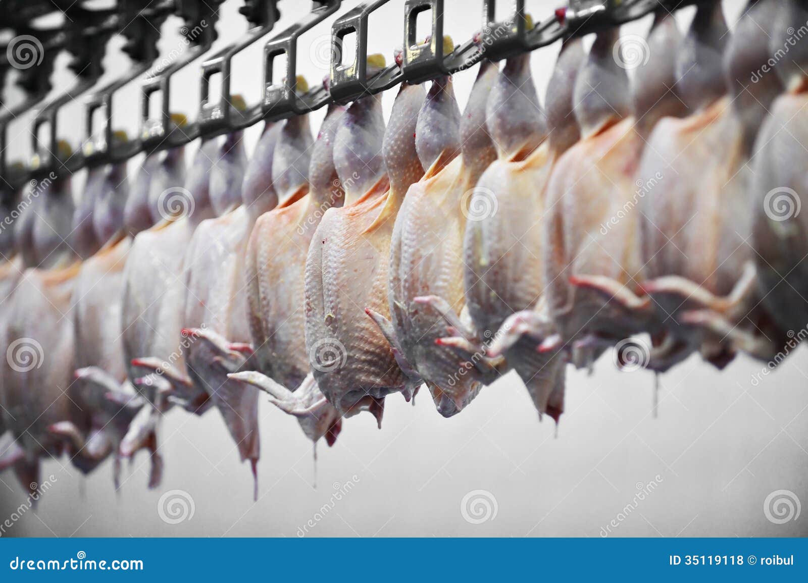Poultry Meat Processing stock photo. Image of avian, farm - 35119118