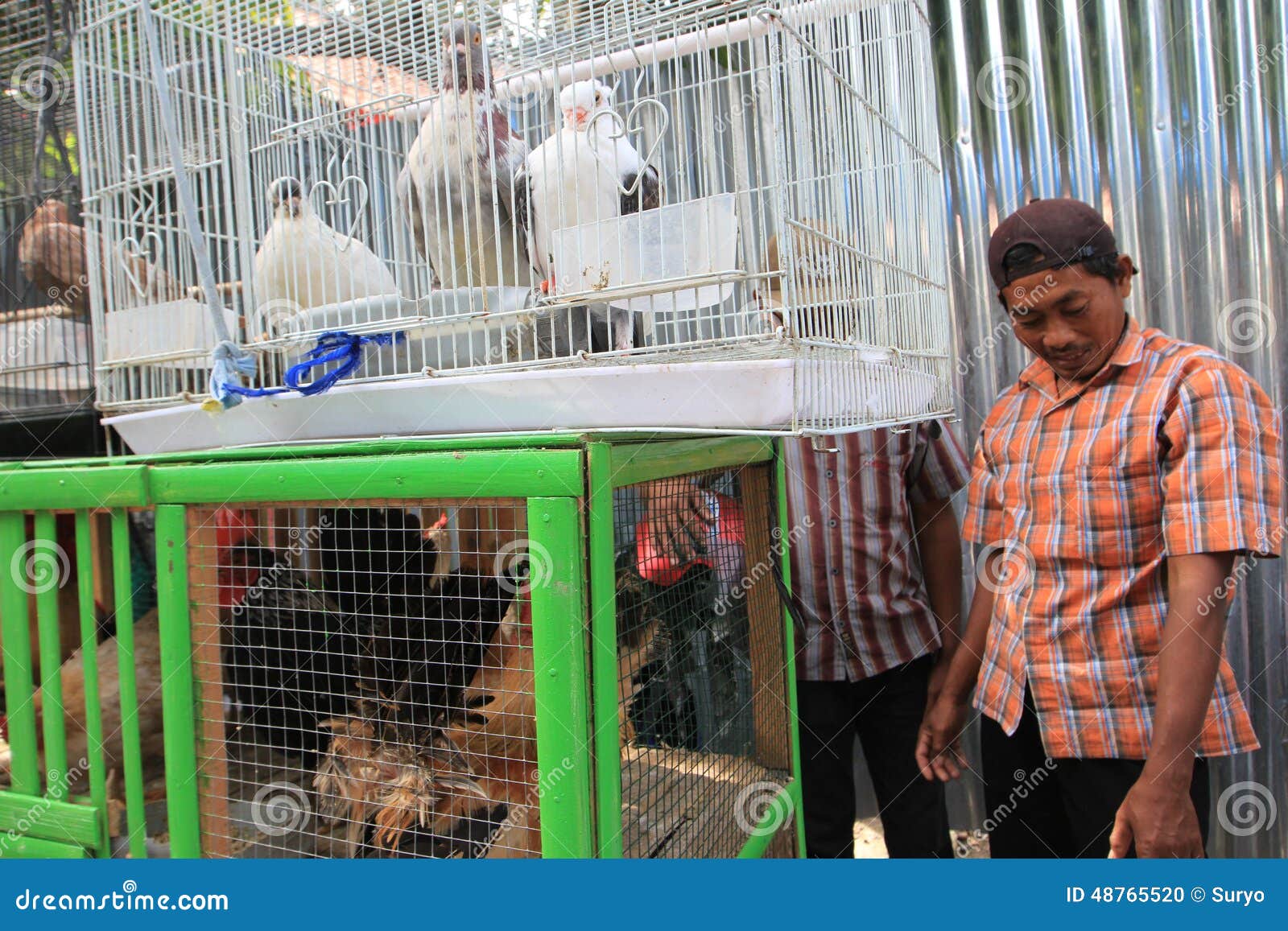 Poultry editorial image. Image of animal, recreation - 48765520