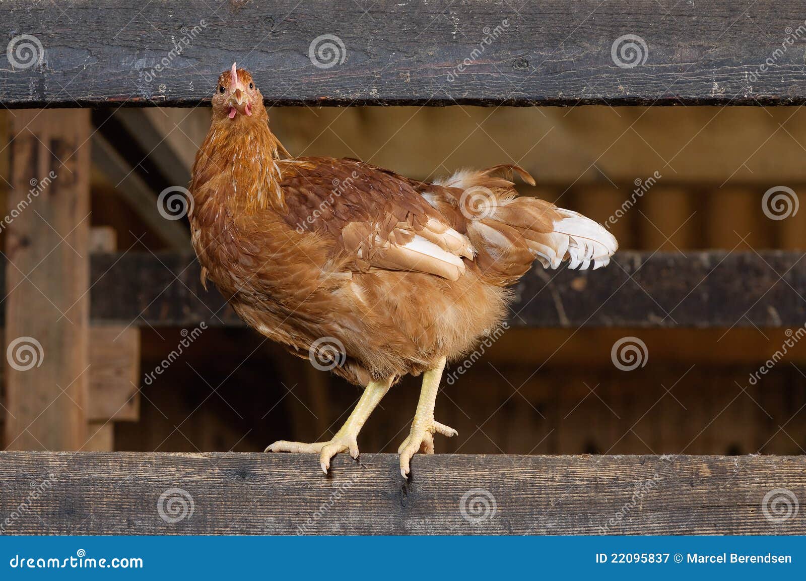 Poultry Pictured - Brown Layer Pullets Stock Image | CartoonDealer.com ...
