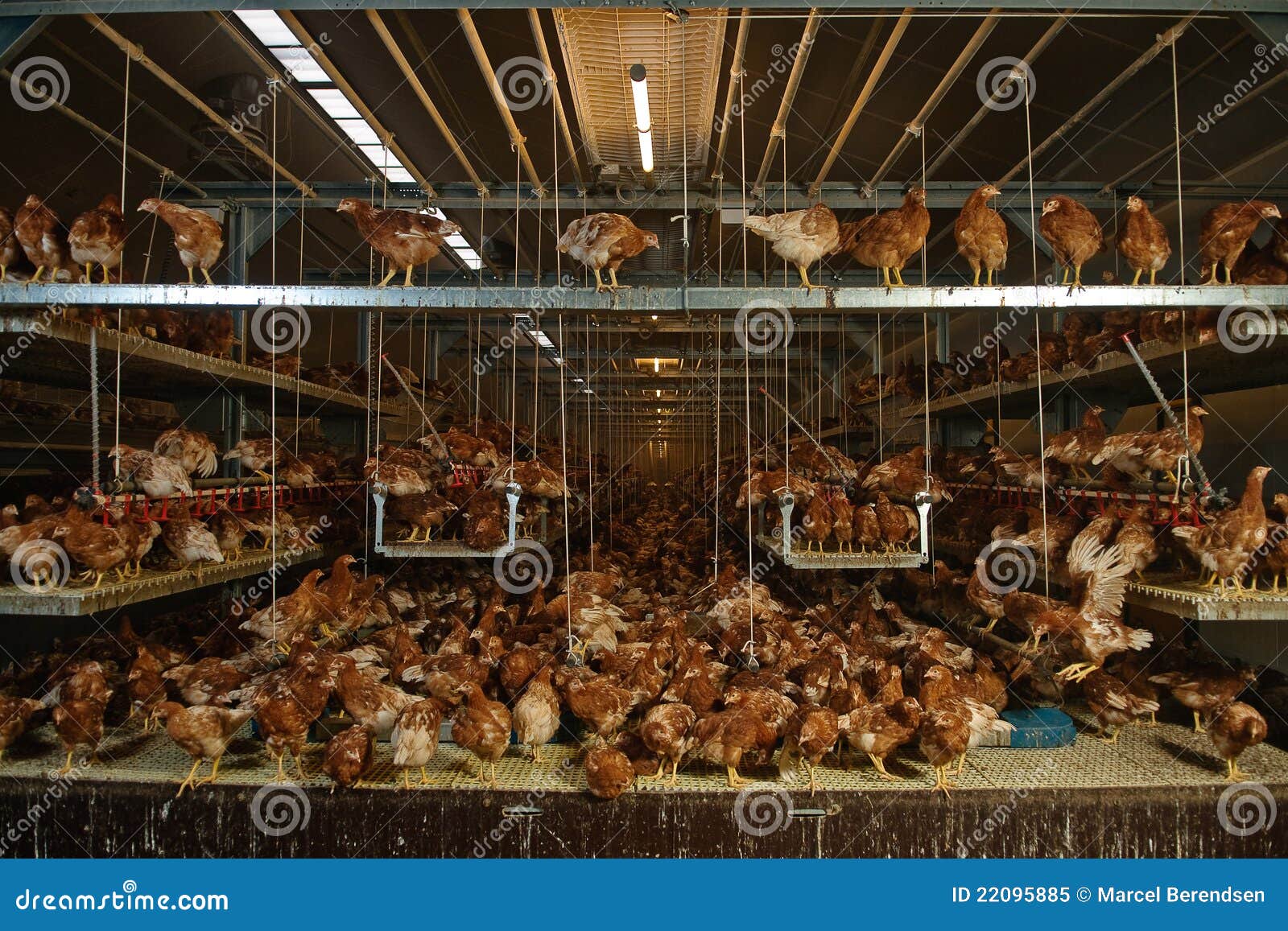 Poultry Pictured - Brown Layer Pullets Stock Image | CartoonDealer.com ...
