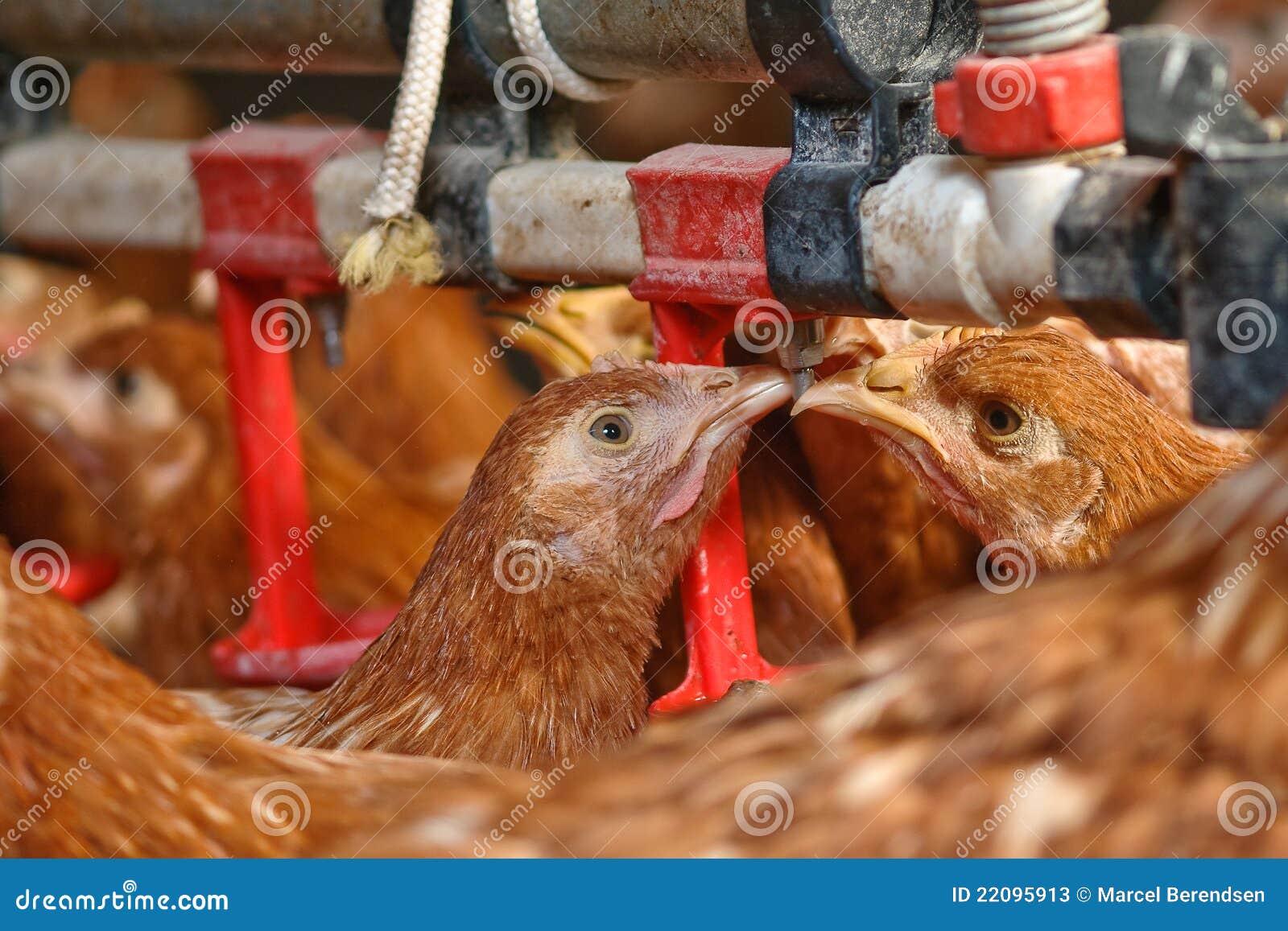 Poultry Pictured - Brown Layer Pullets Stock Image | CartoonDealer.com ...