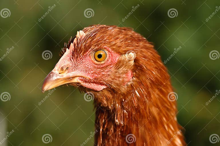 Poultry Pictured - Brown Layer Pullets Stock Image - Image of femaile ...