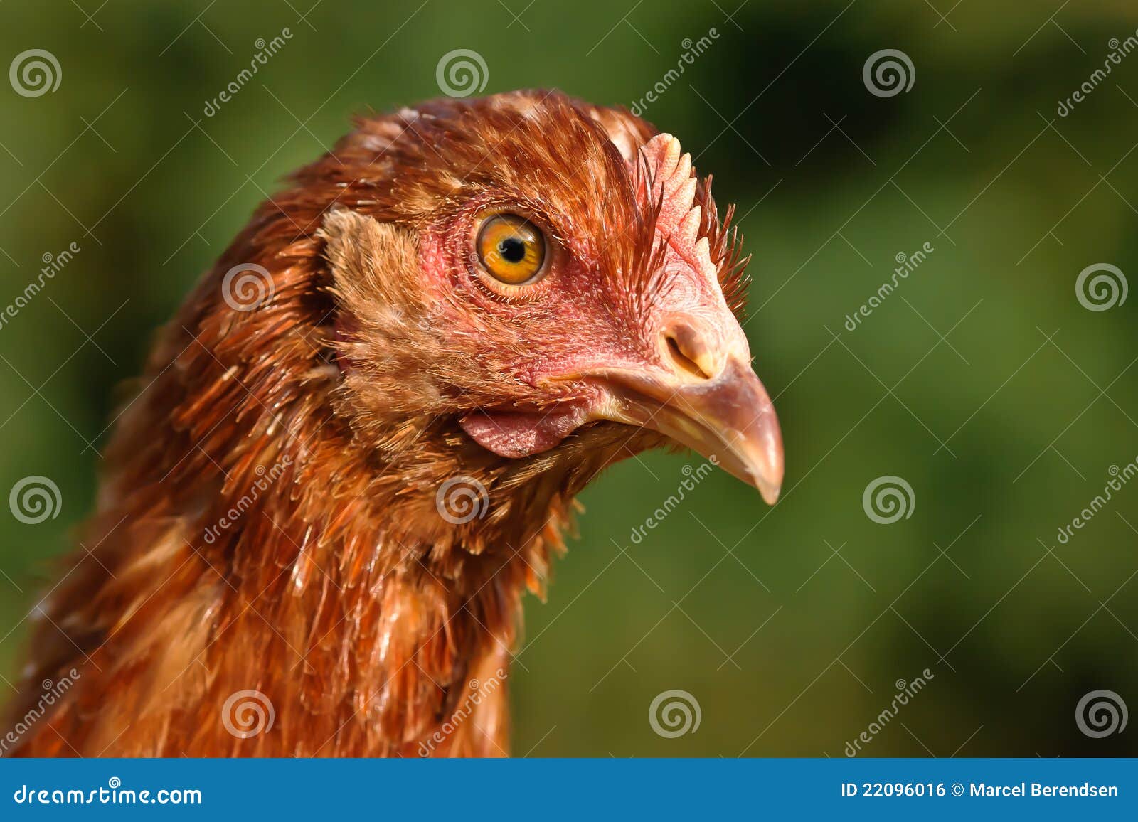 Poultry Pictured - Brown Layer Pullets Stock Image | CartoonDealer.com ...