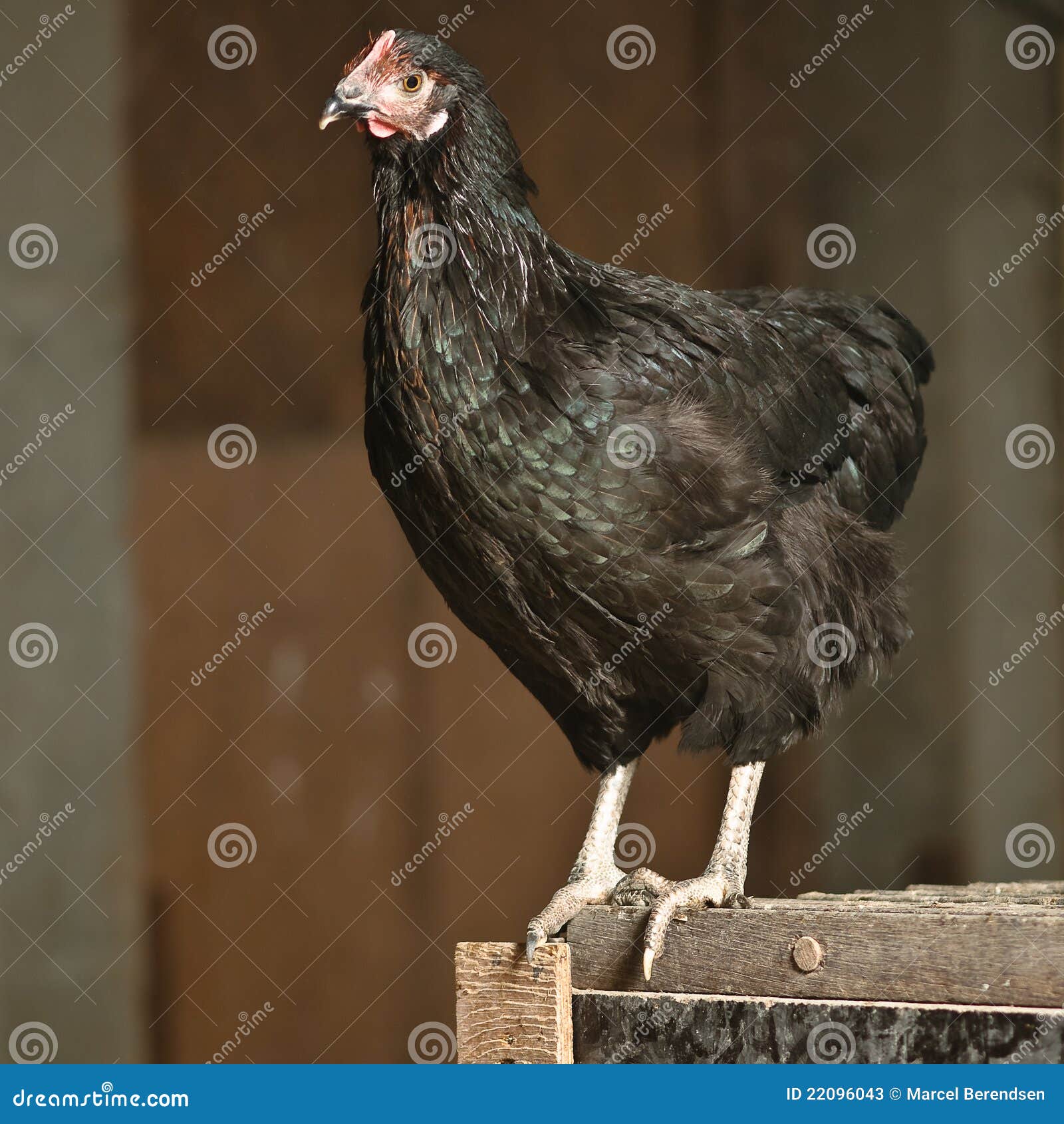Poultry Pictured - Brown Layer Pullets Stock Image | CartoonDealer.com ...