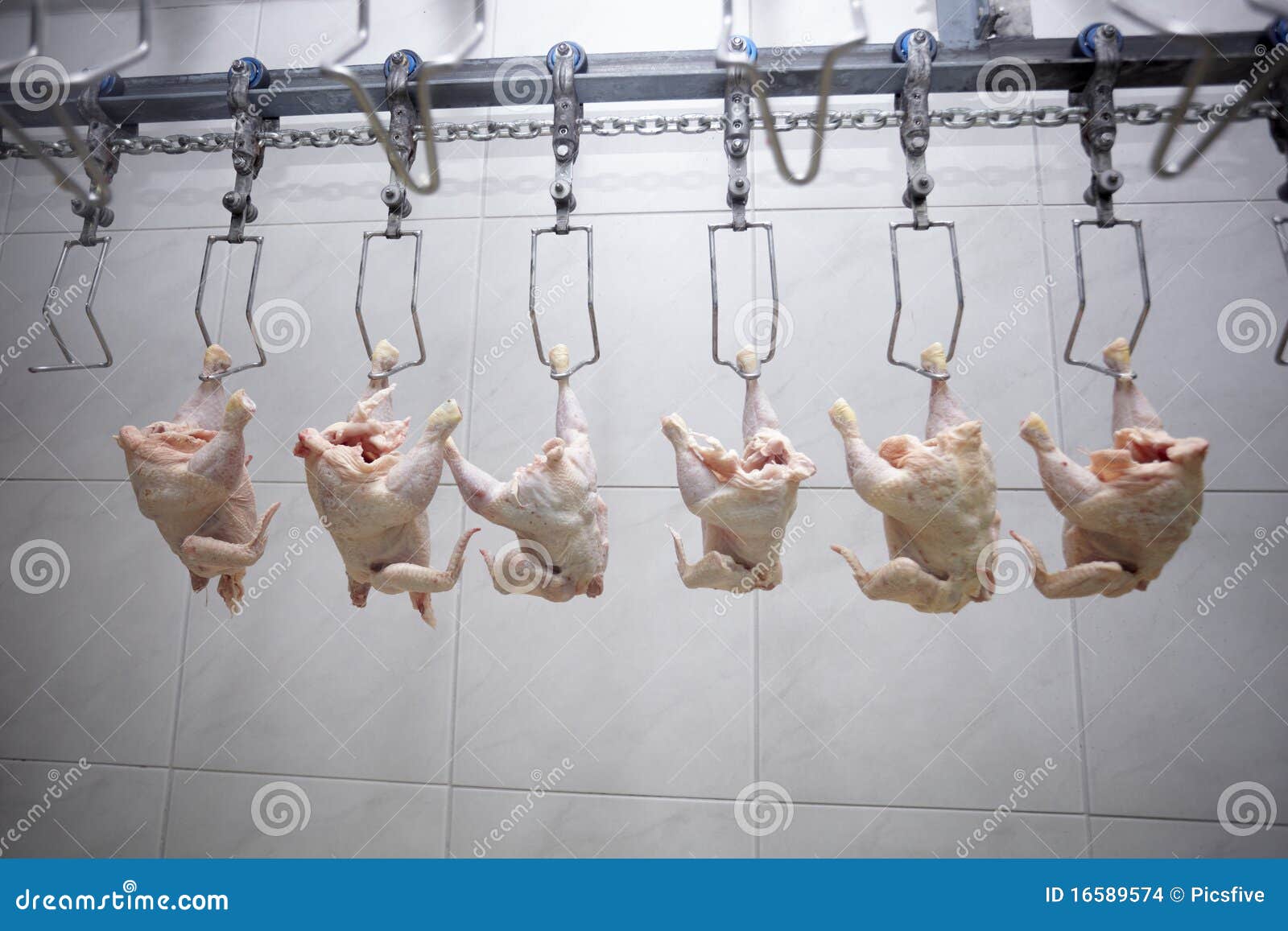 Poultry processing stock photo. Image of plant, chopped - 16589574