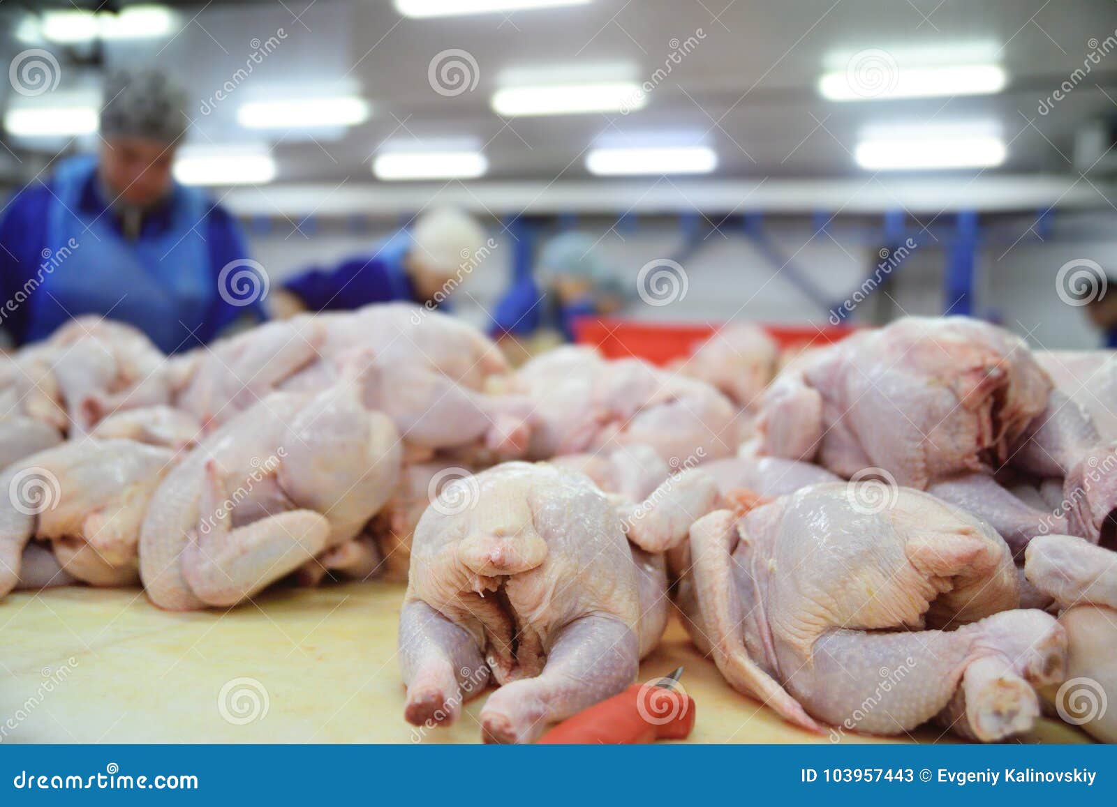 Poultry Processing in Food Industry Stock Image - Image of modern ...
