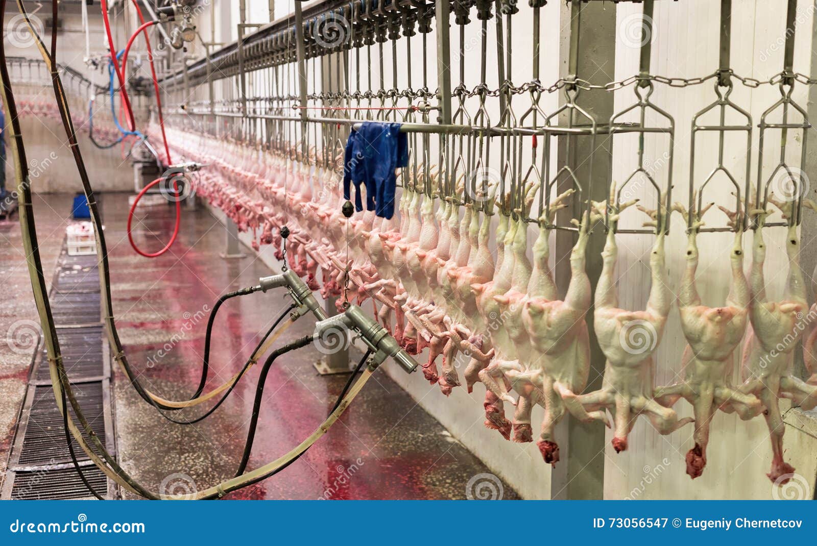 Poultry Processing Plant stock image. Image of dead, chopped - 73056547