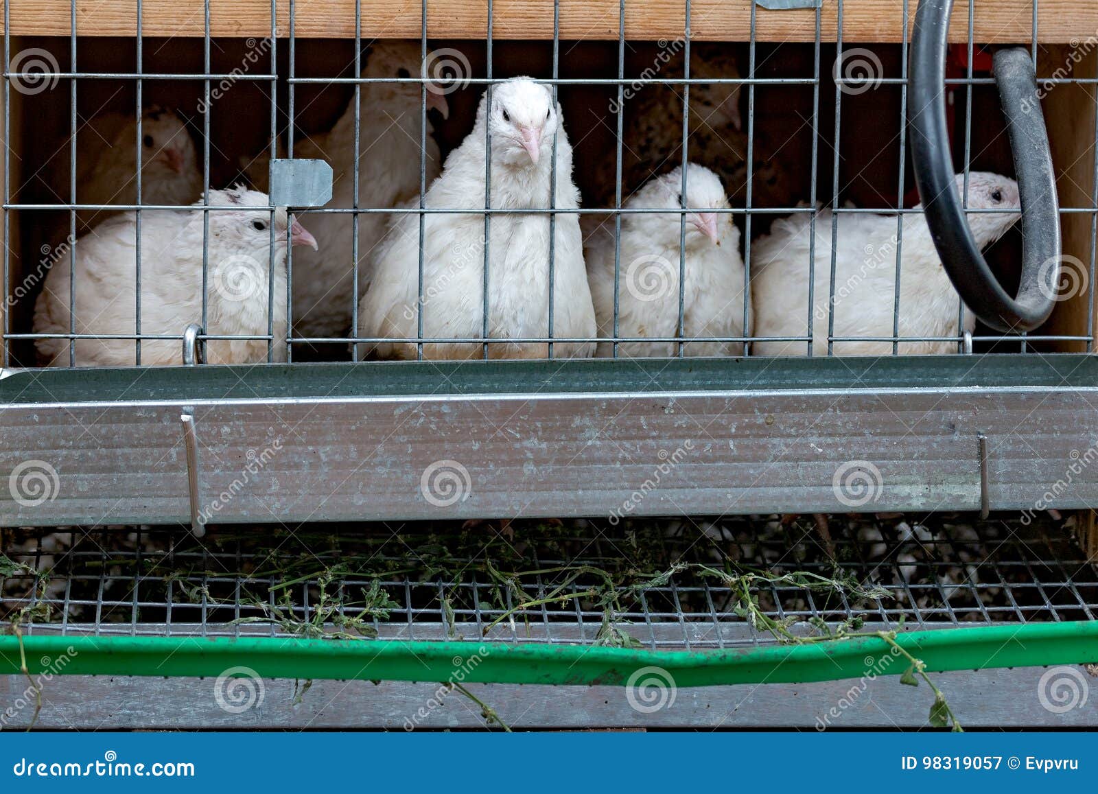 Poultry Quail Sits in a Cage a Stock Image - Image of farming, farm ...