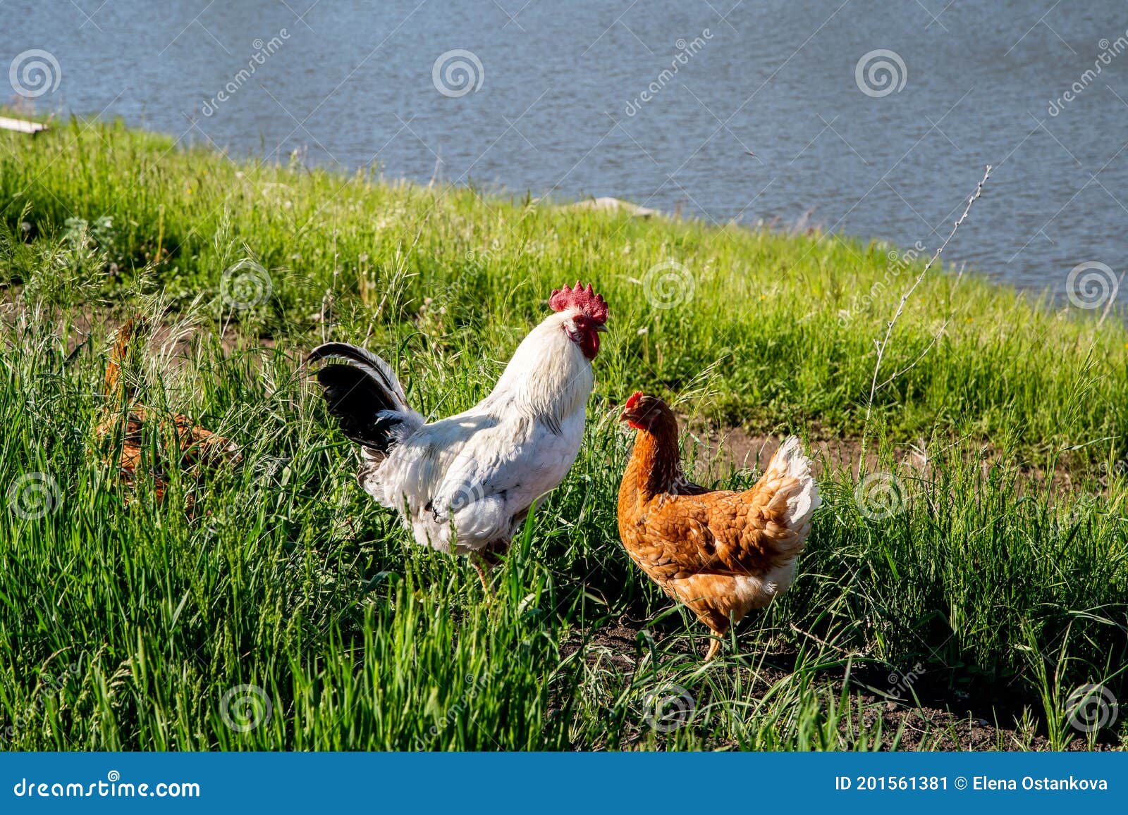 Chicken and Rooster by the River Stock Image - Image of brown ...